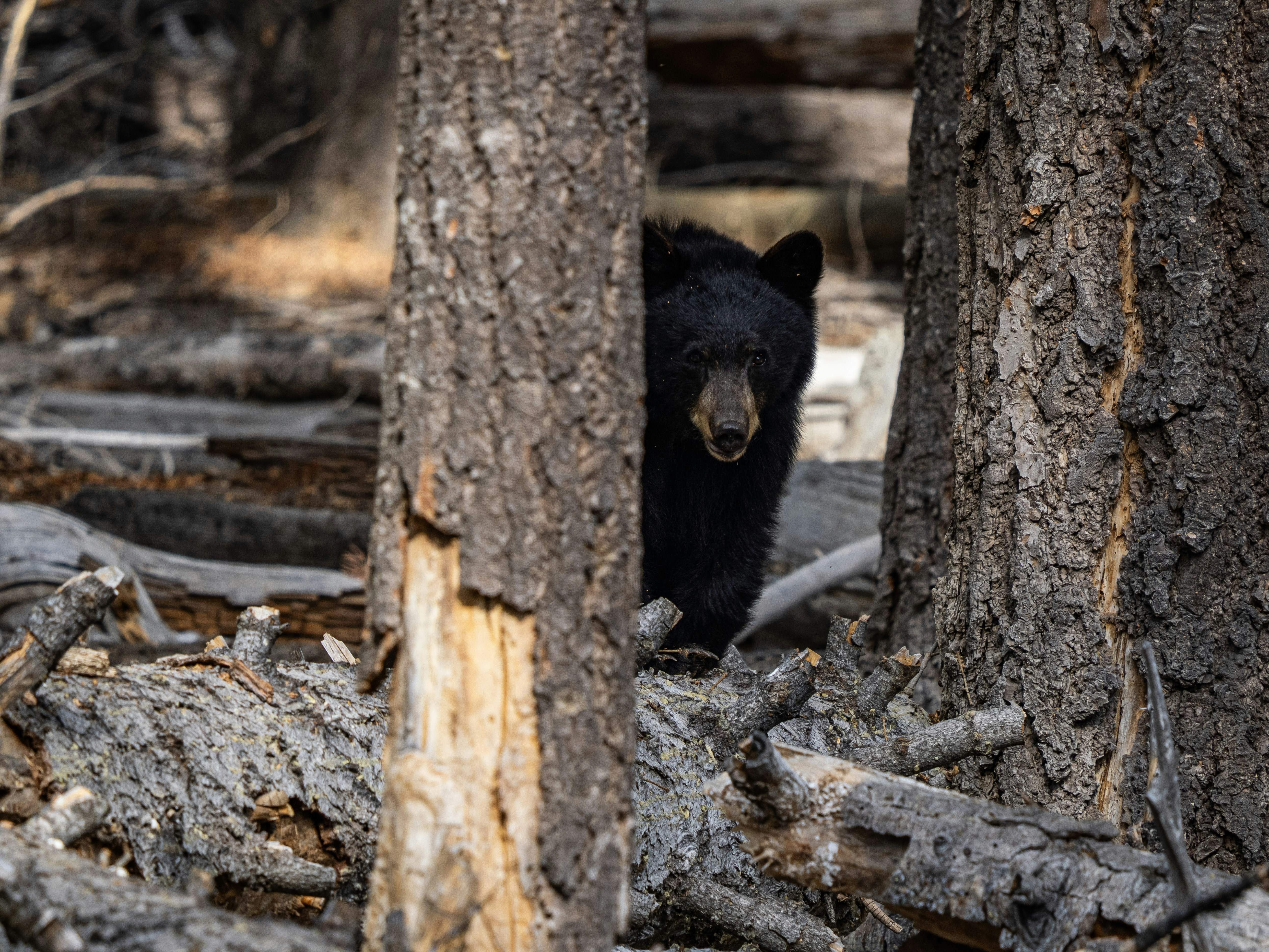 Hidden Observer: a black bear peeks from the log-dotted forest