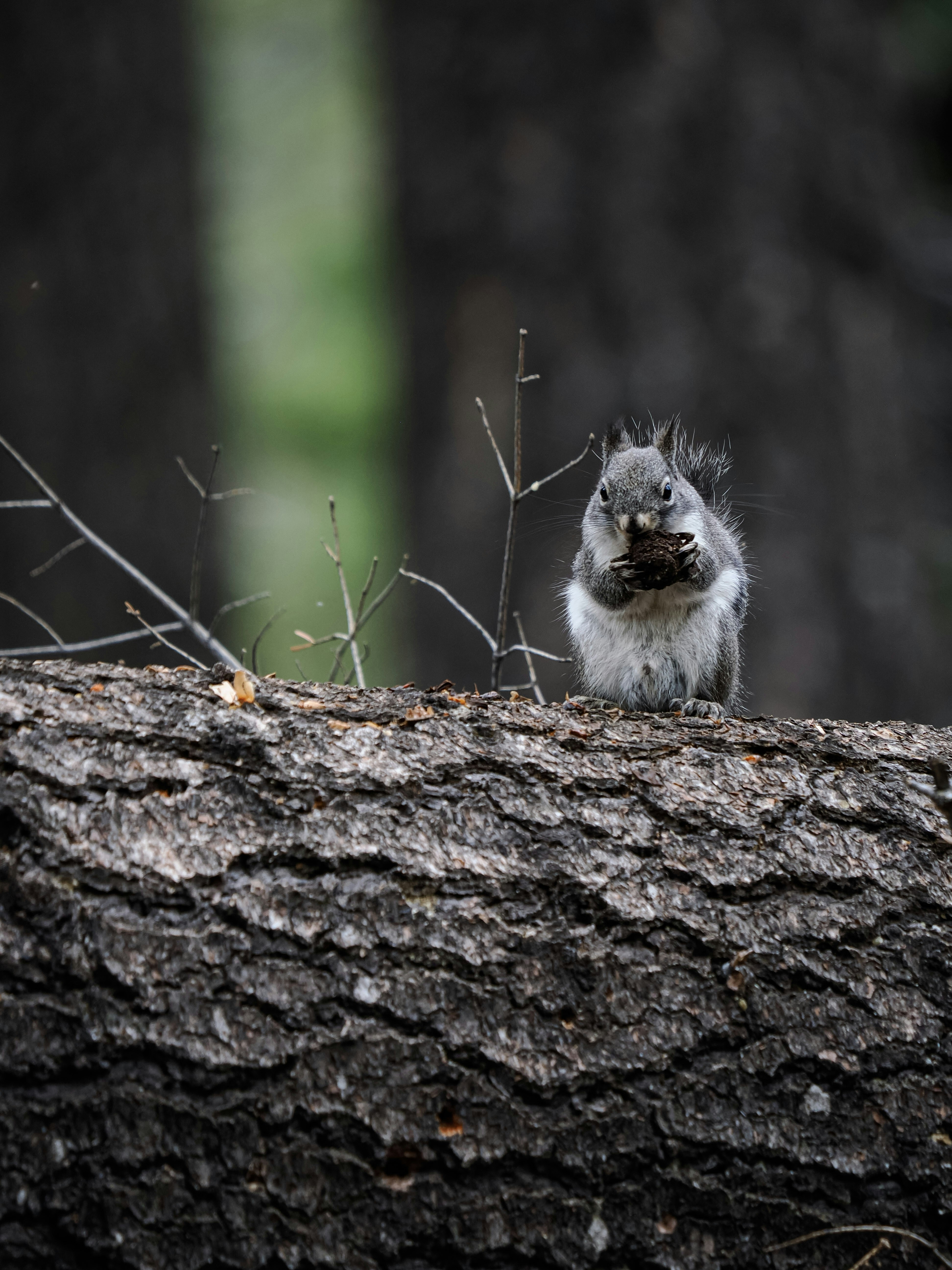 Tiny Squirrel, Big Nut Resolve