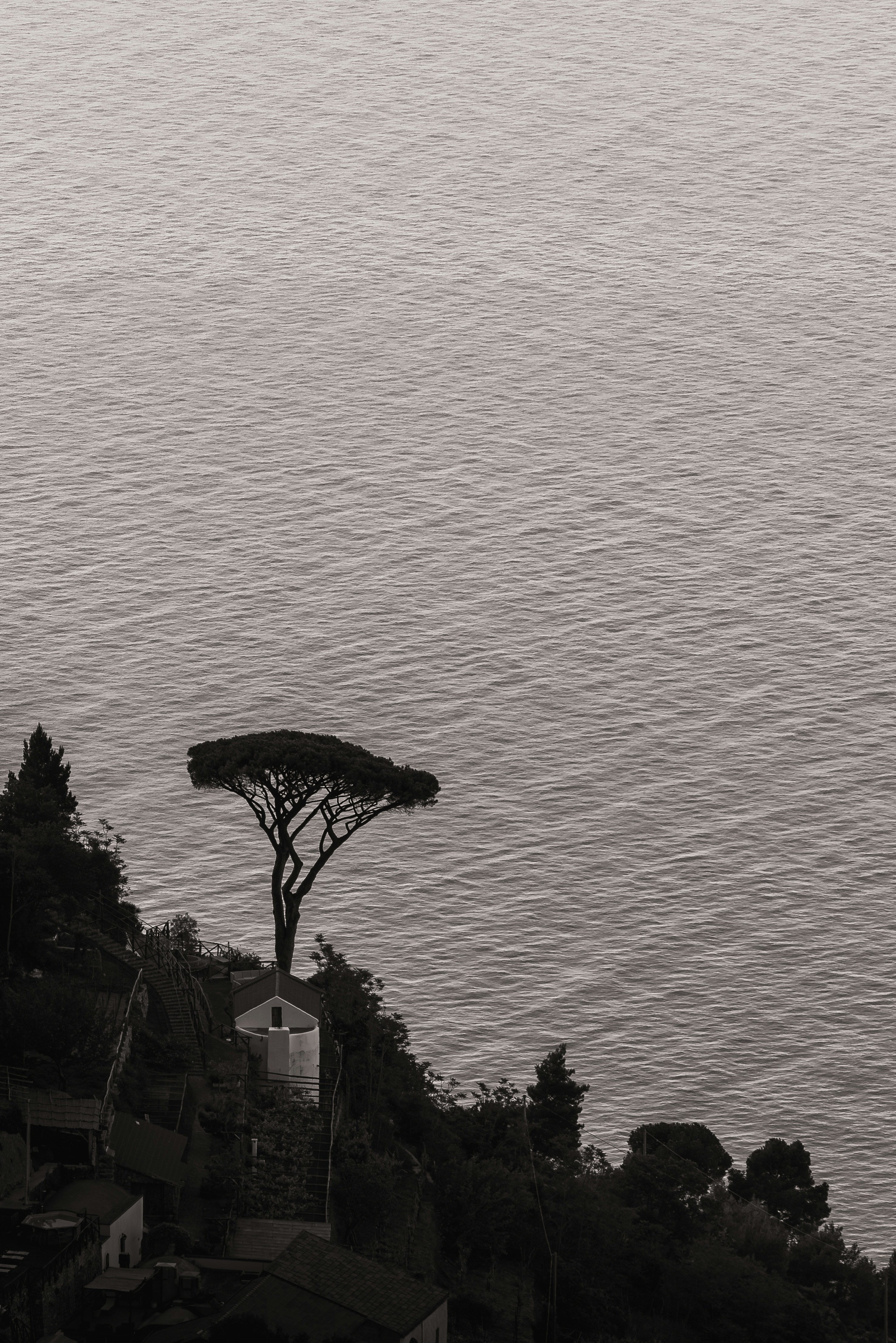 Lone Umbrella Tree Overlooking the Sea