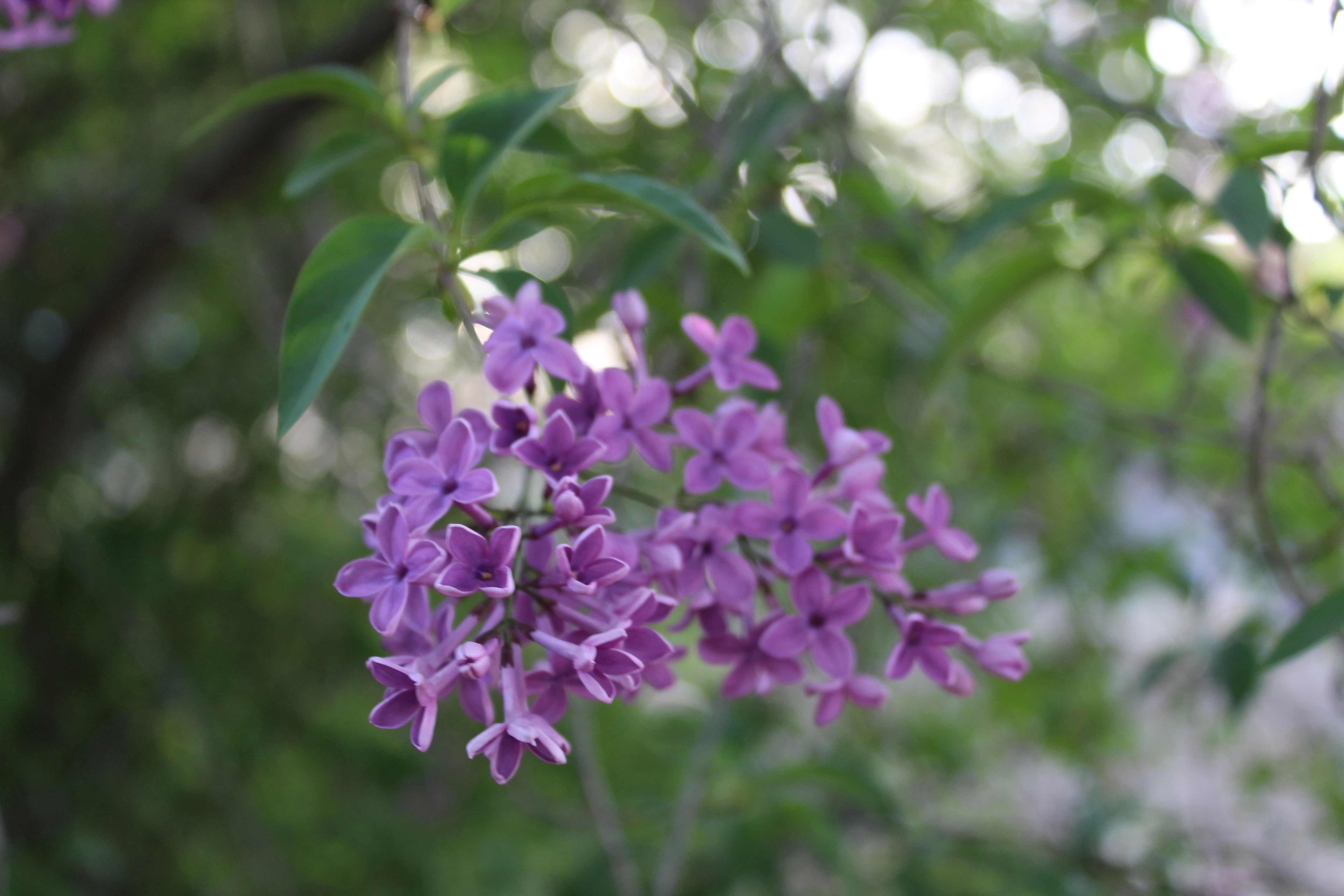 Purple blossoms cluster in soft spring glow