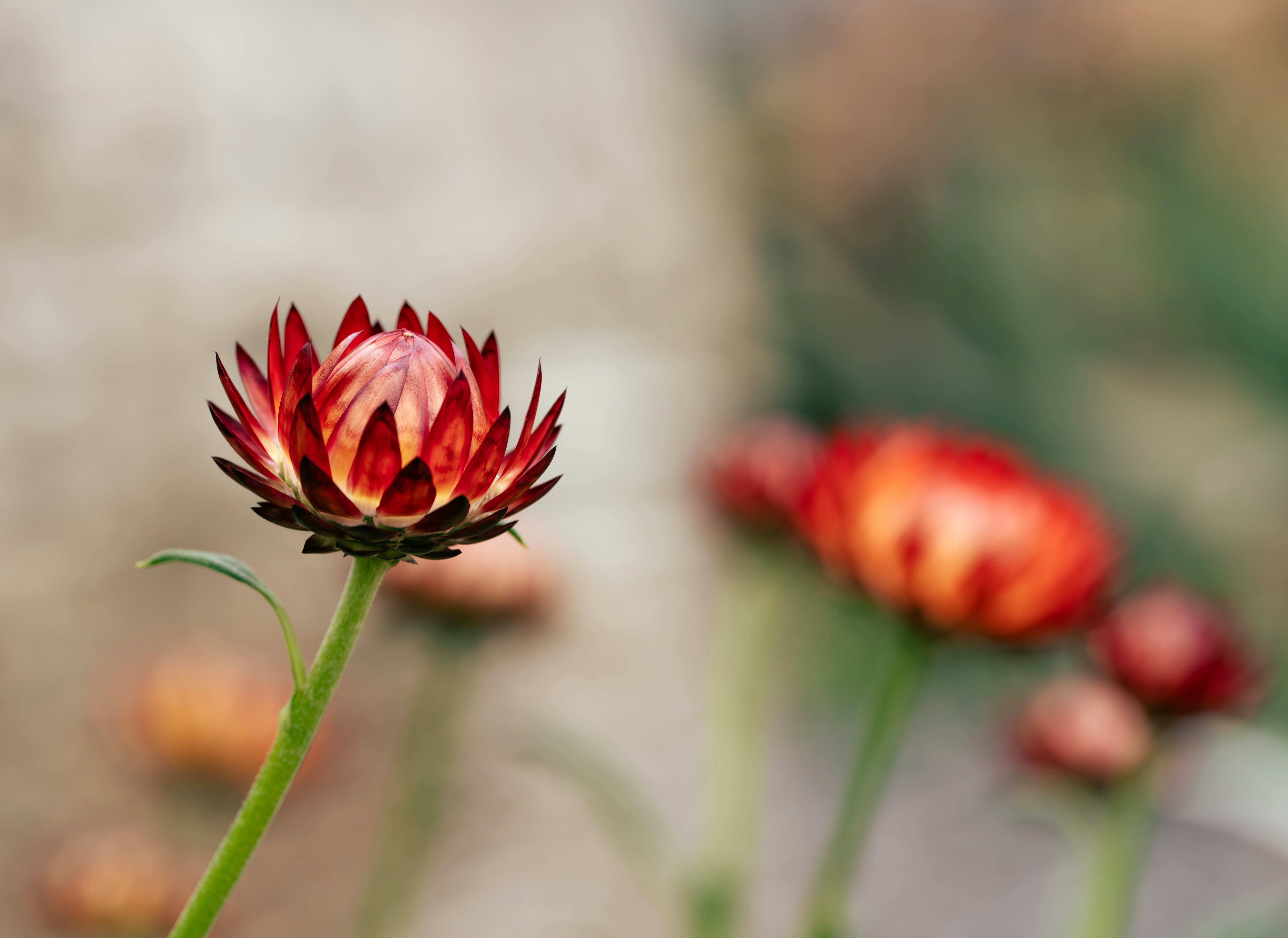 Red Coneflower in Soft Focus Foreground Garden