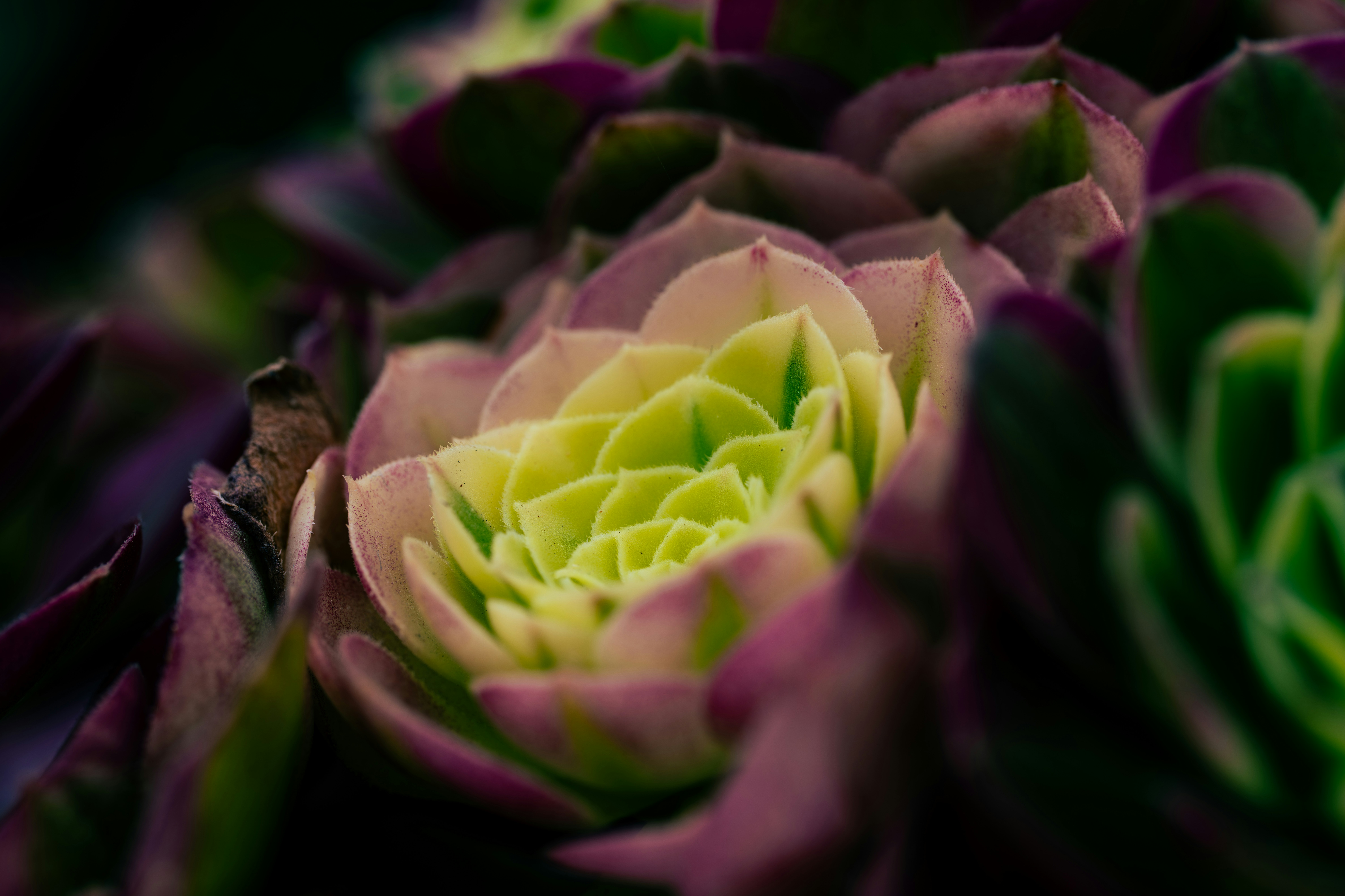 Emerald Rosette: A Macro Portrait of Succulent Layers