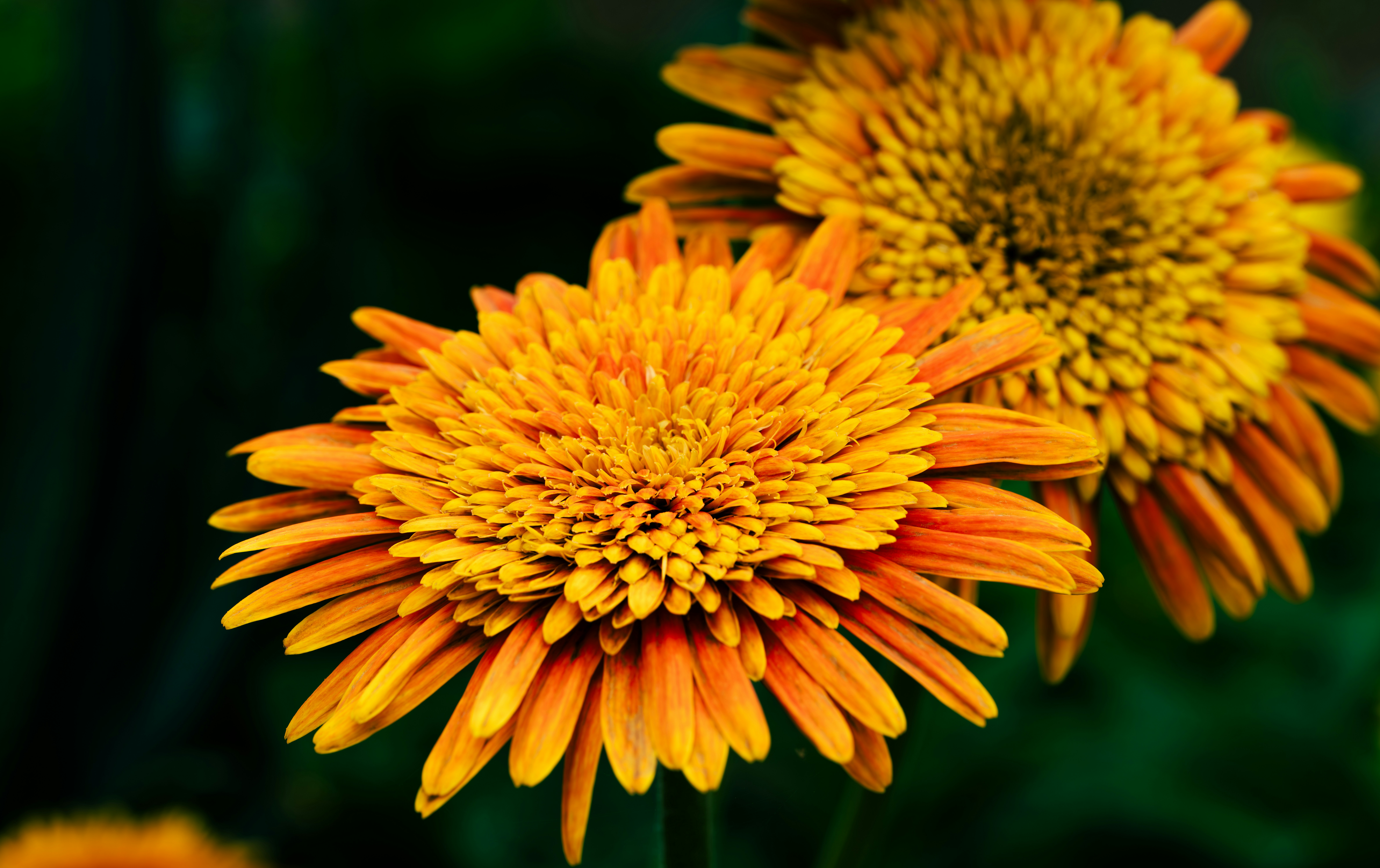 Double Chrysanthemum Burst: warm orange petals set against deep green backdrop