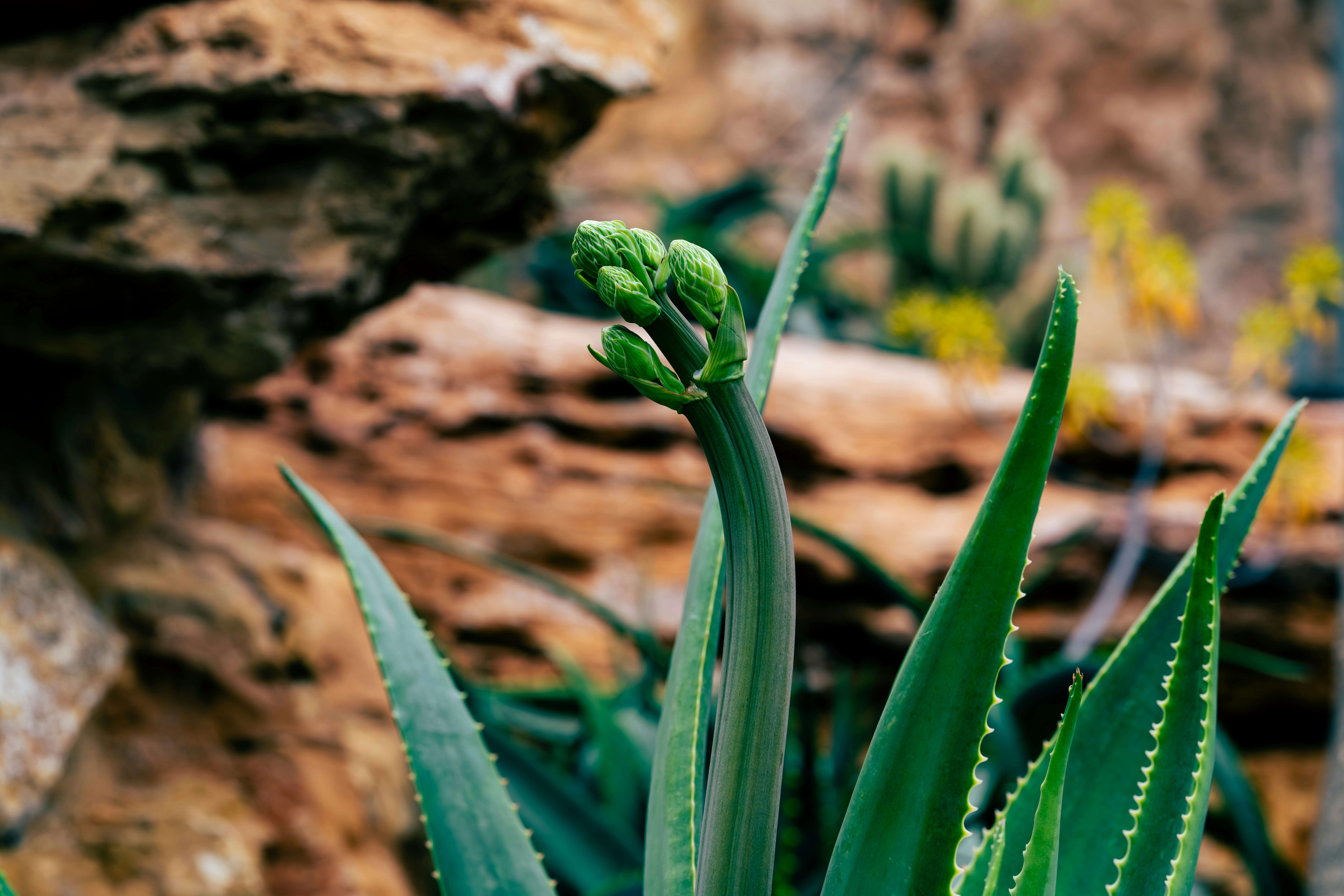 Emerald Spires in Focus: A Close-Up of Cactus Tenderness