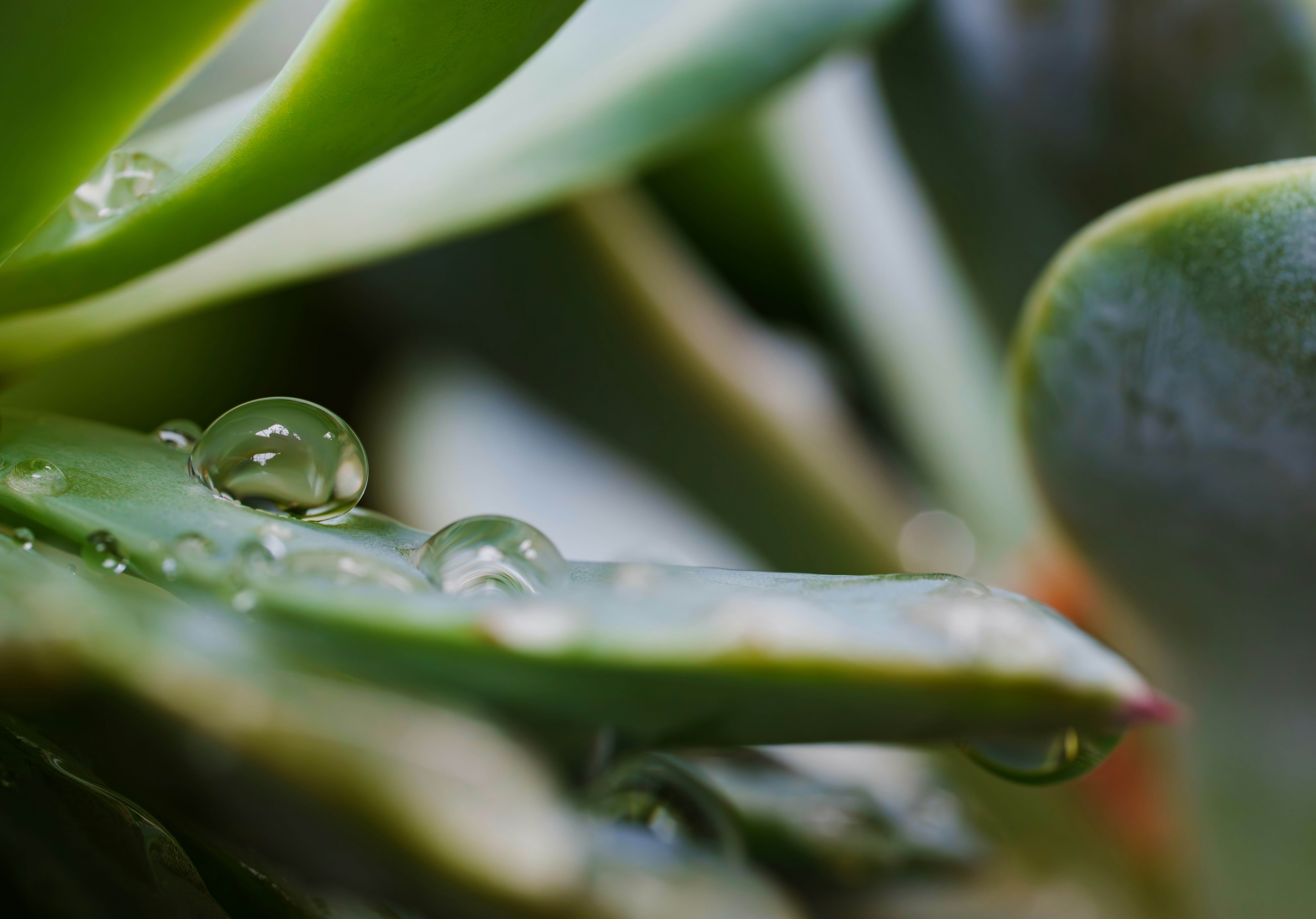 Droplet Ballet on Green Leaves: Macro Quiet in a Succulent Morning