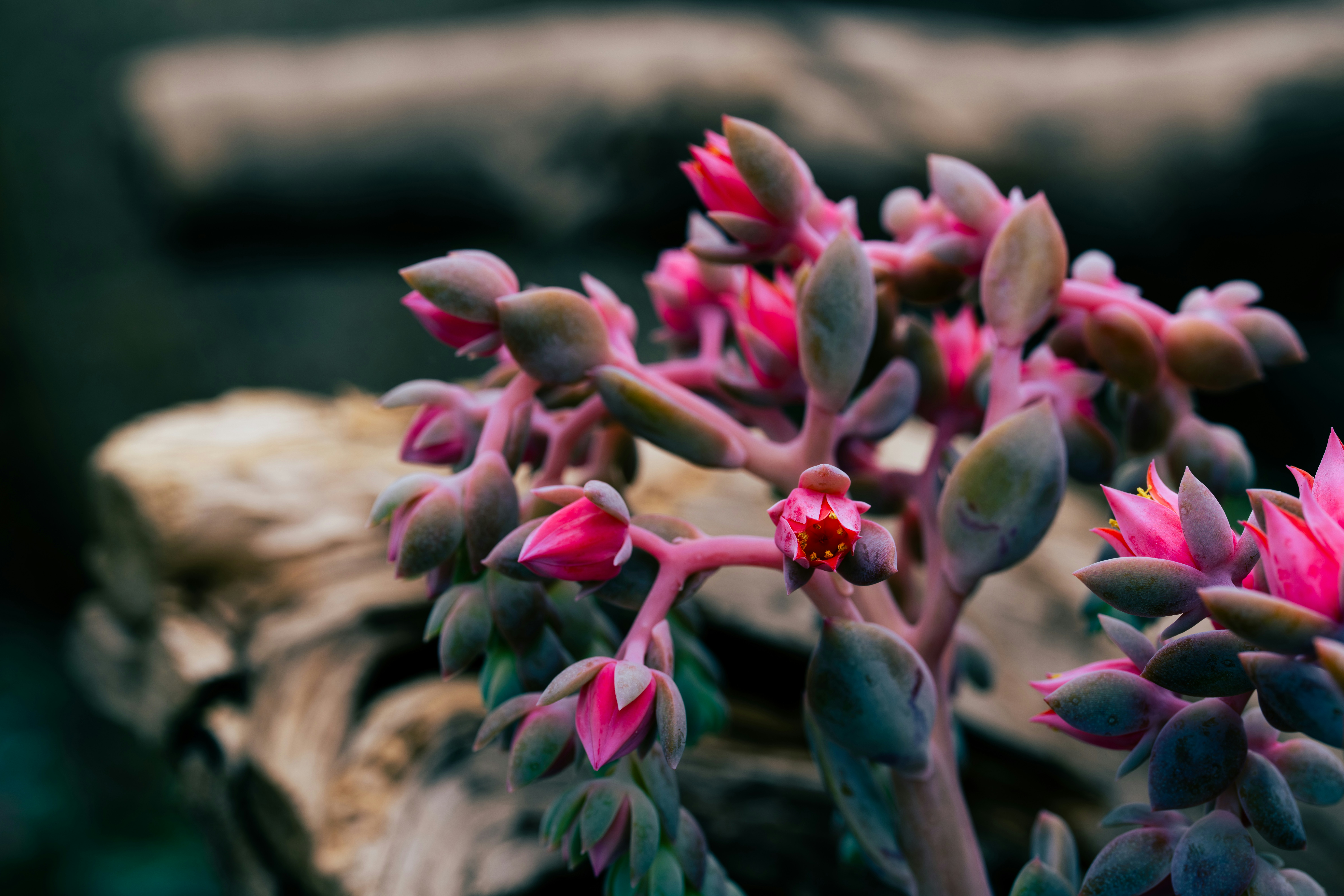 Crimson Succulent in Soft Shadowed Grotto