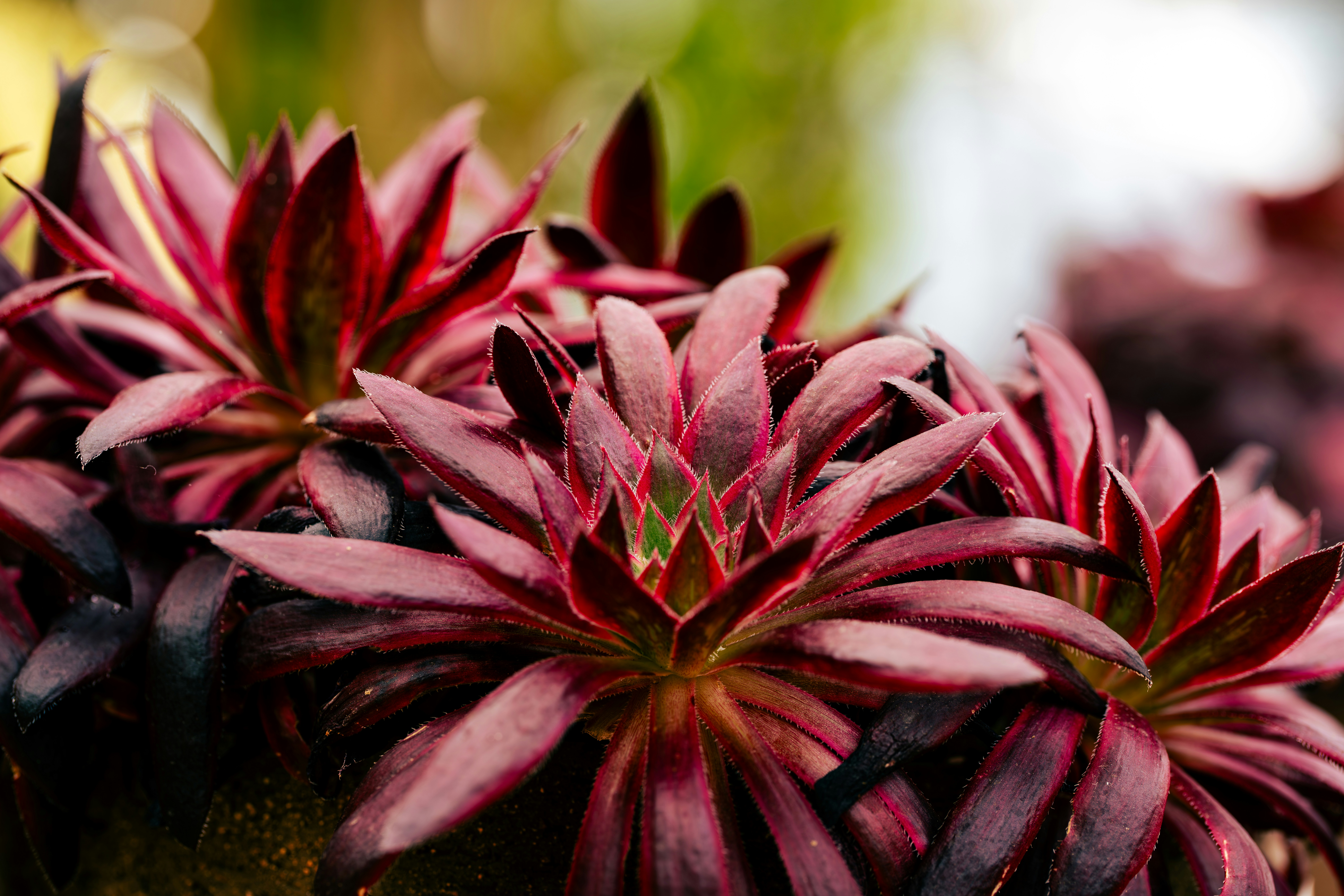 Crimson Rosette: a close-up of burgundy rosette succulents
