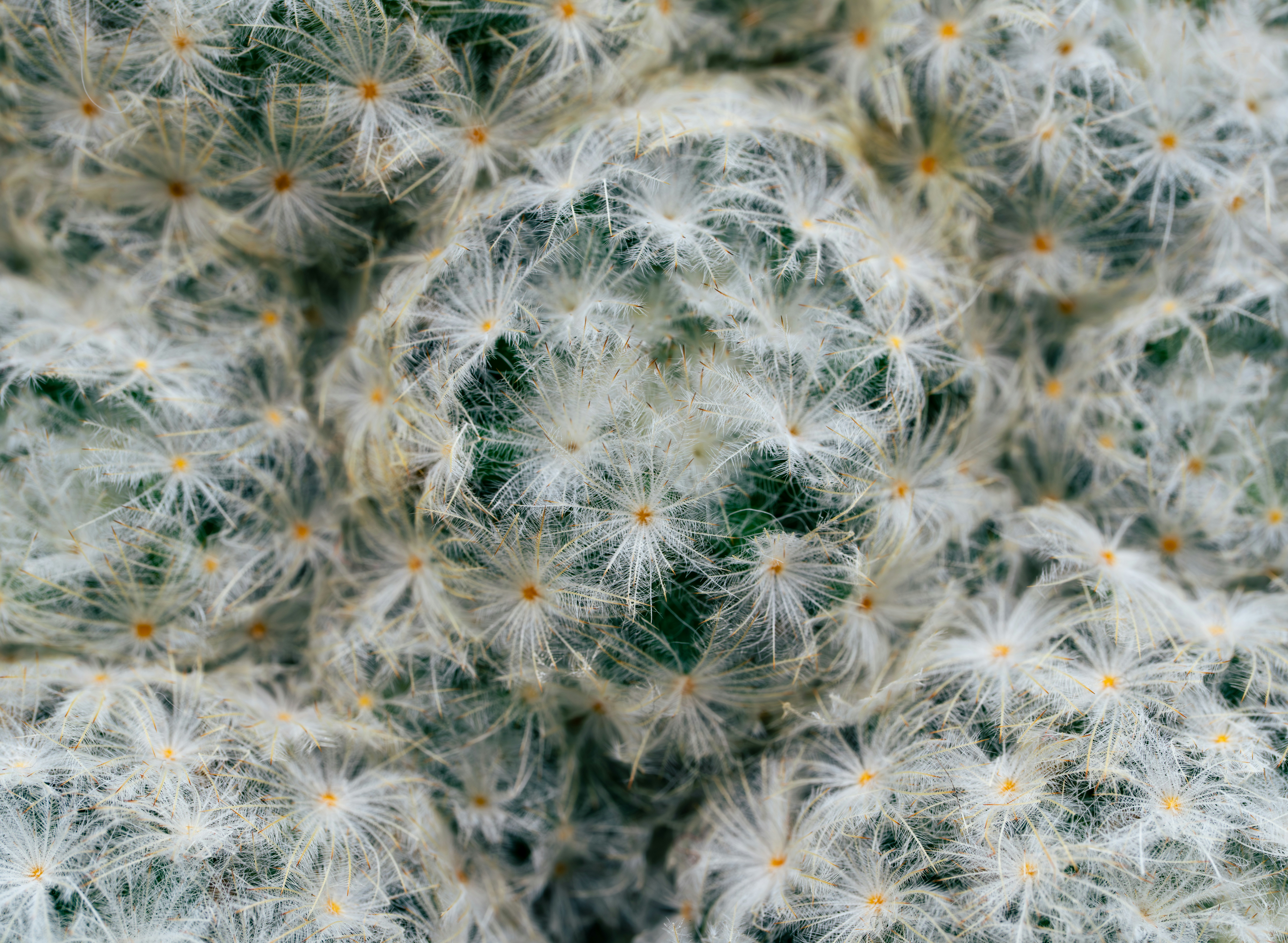 Velvet Snow: Close Clusters of Dandelion Gossamer