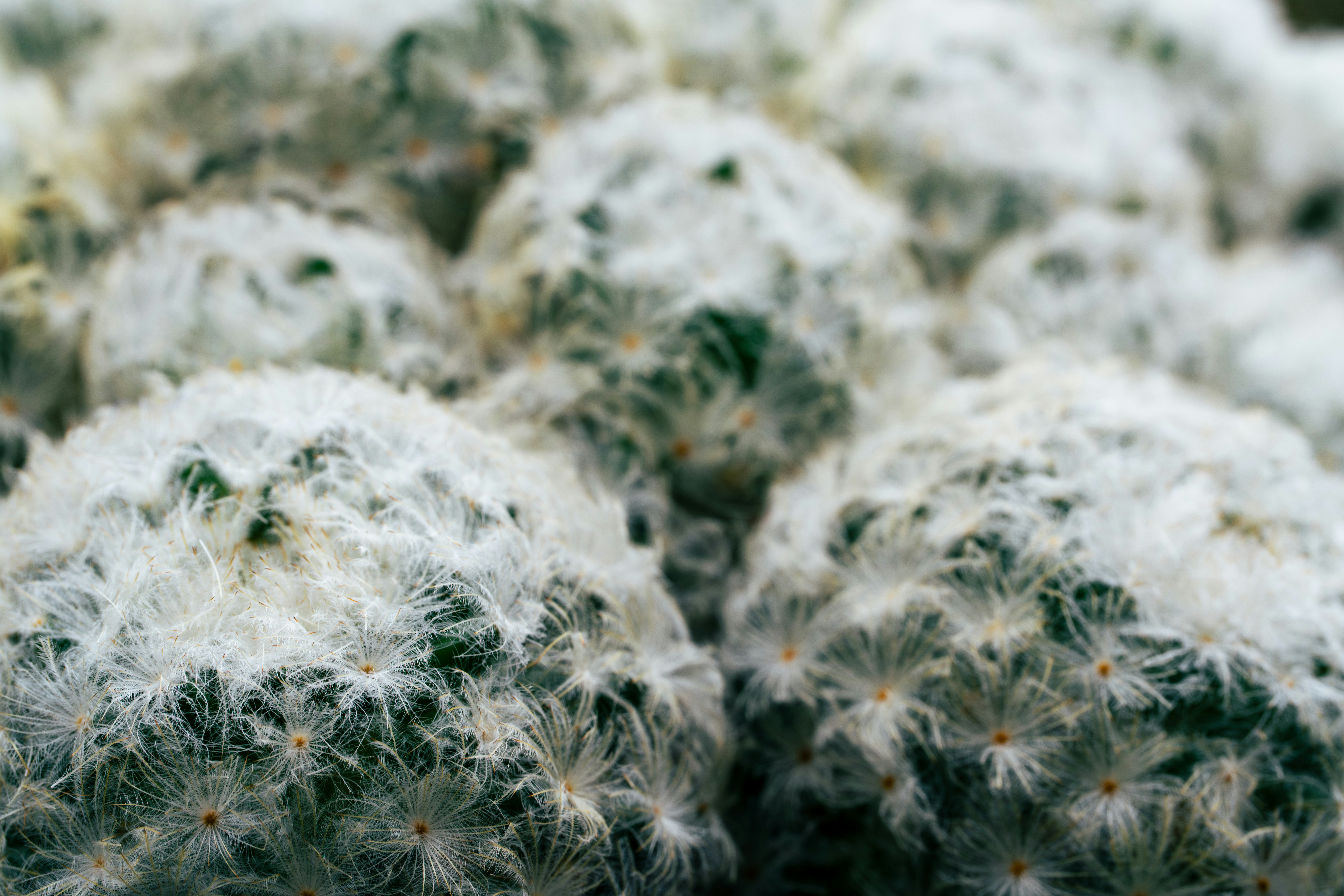 Fluffy Guardians: A Close-Up of Desert Cacti Bloom's Soft Clusters
