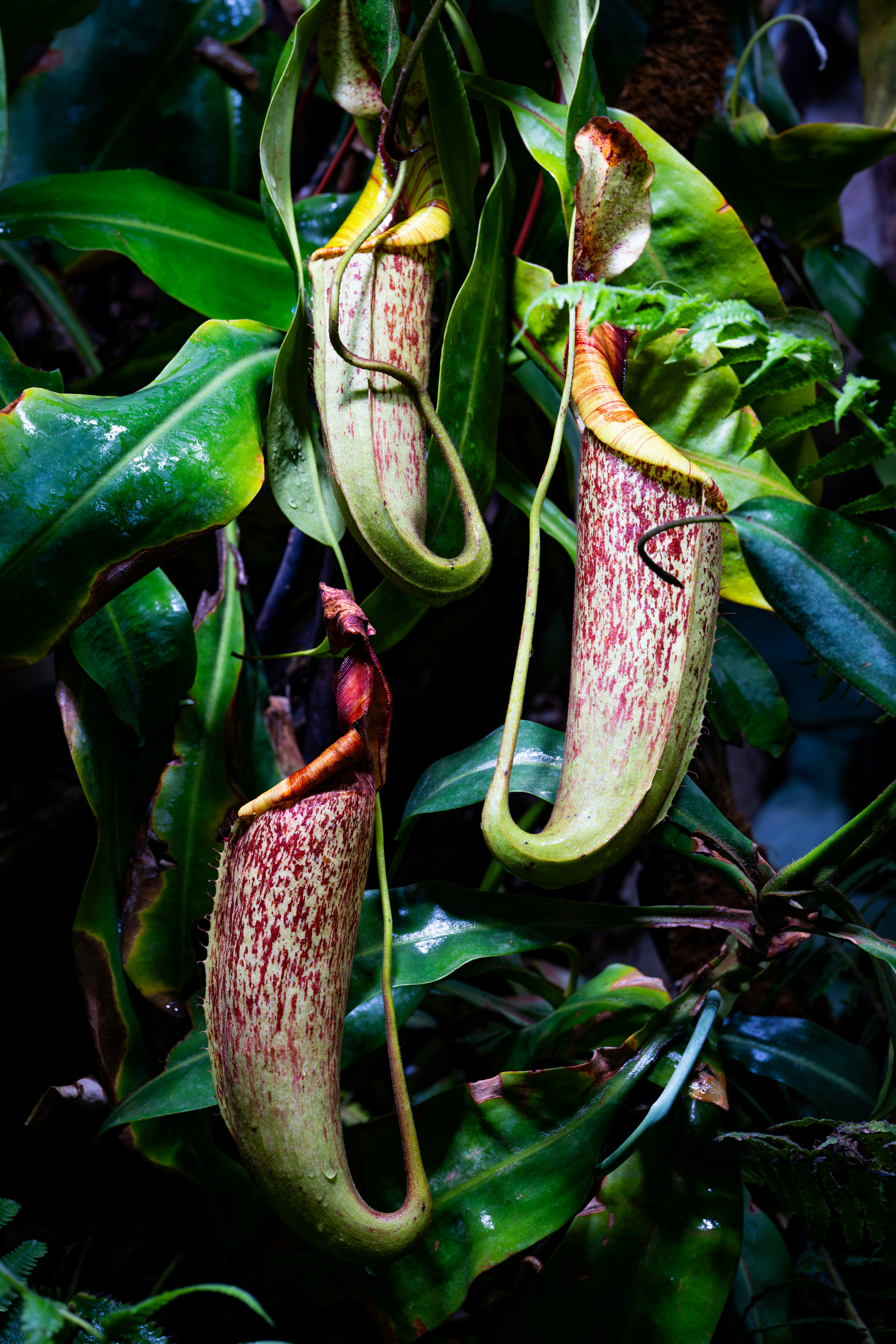 Carnivorous Pitch: Nepenthes Vines Slinging Green and Crimson