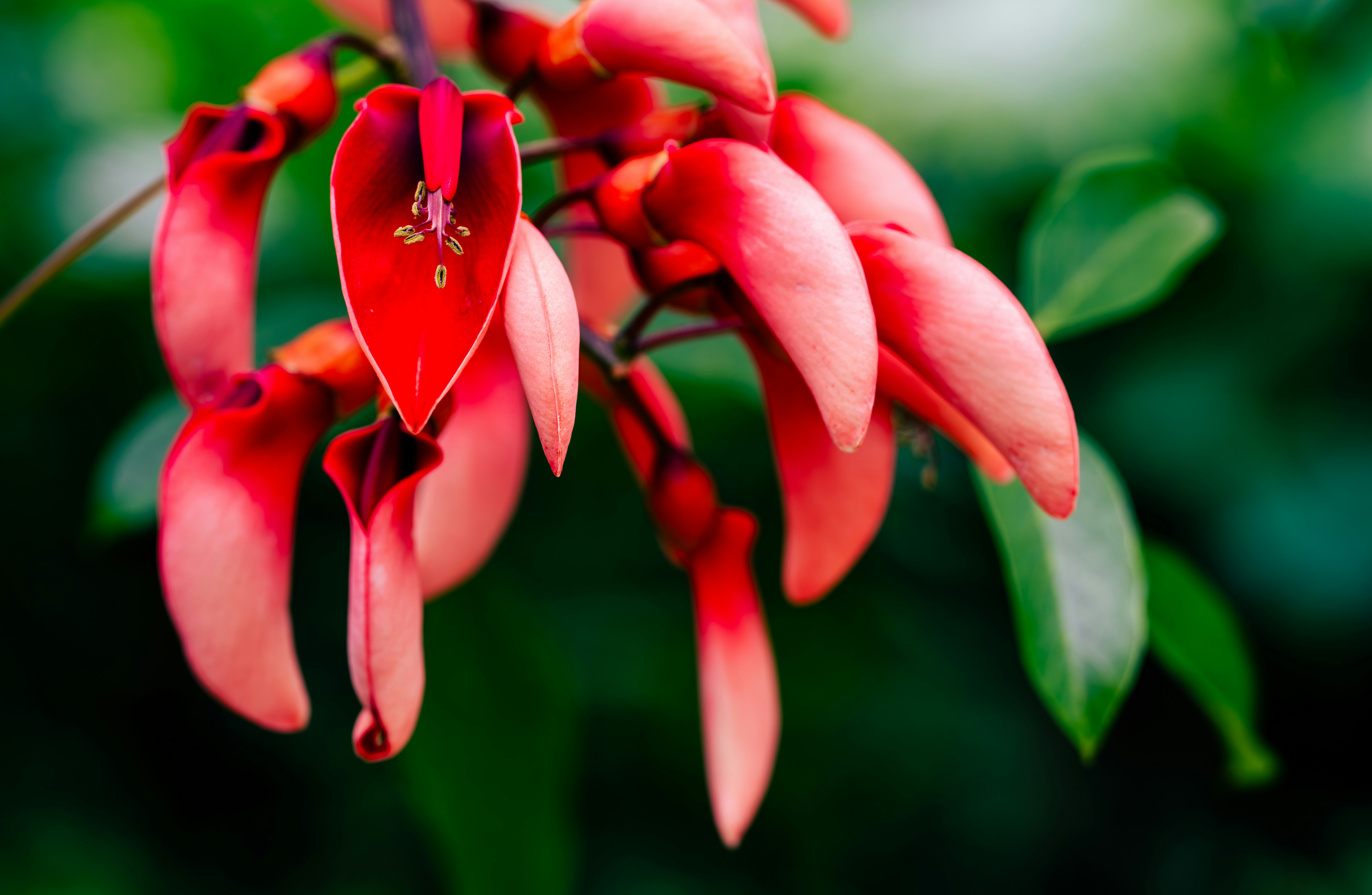 Crimson Triumph: Close-up of a Clustering Red Bloom