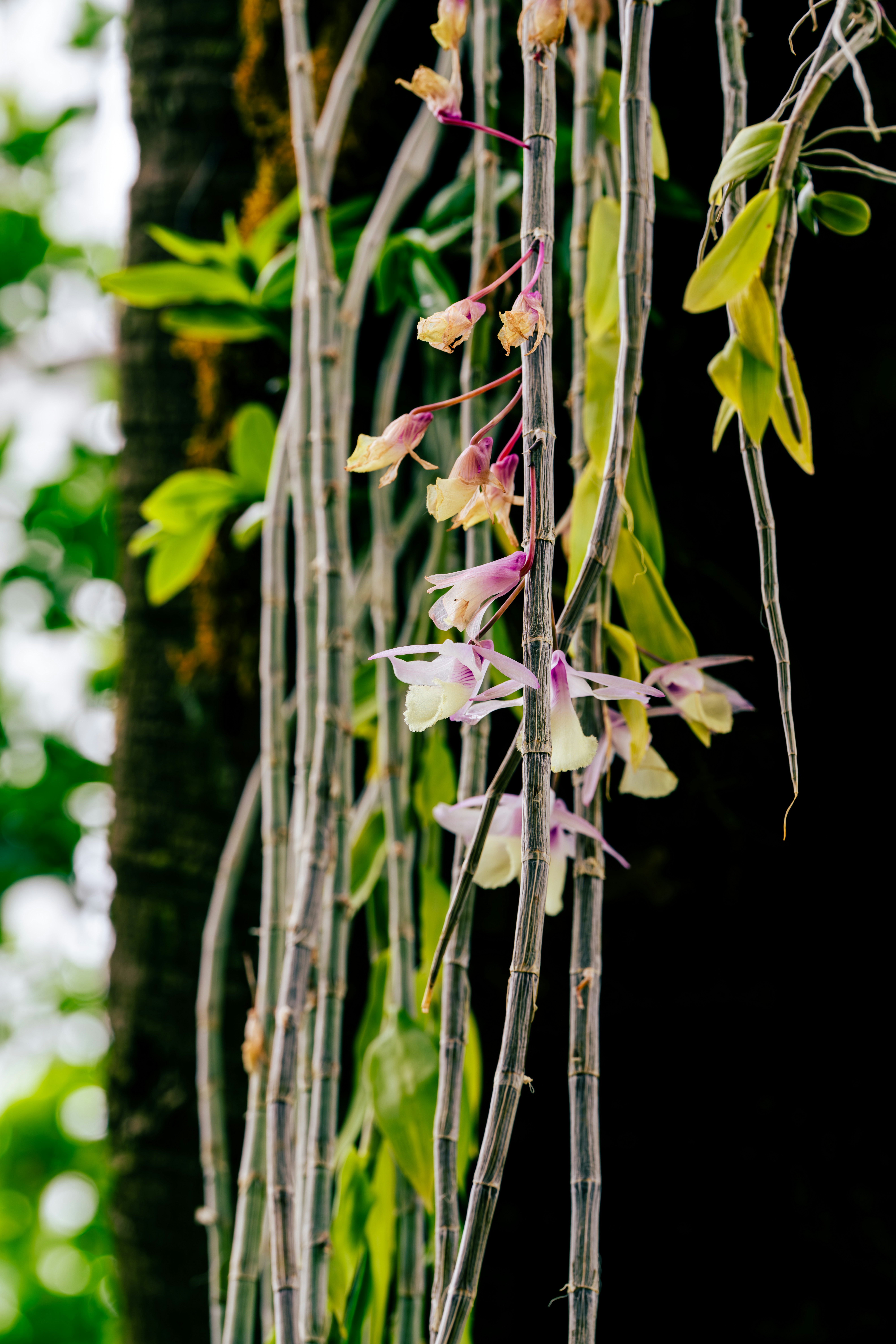 Trailing Orchid Veil: Dainty Blooms Against a Velvet Dark
