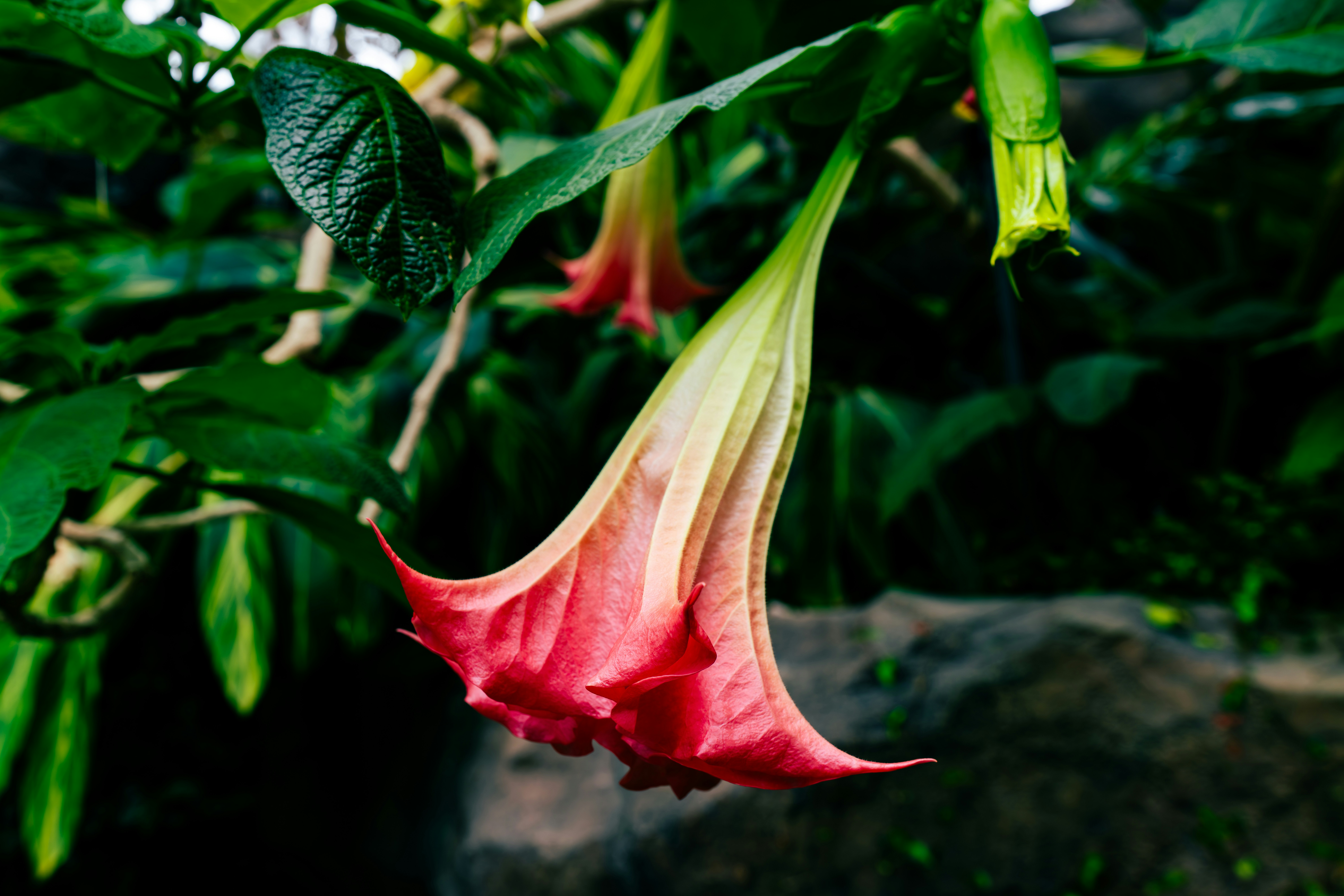 Shanghai Greenhouse Garden