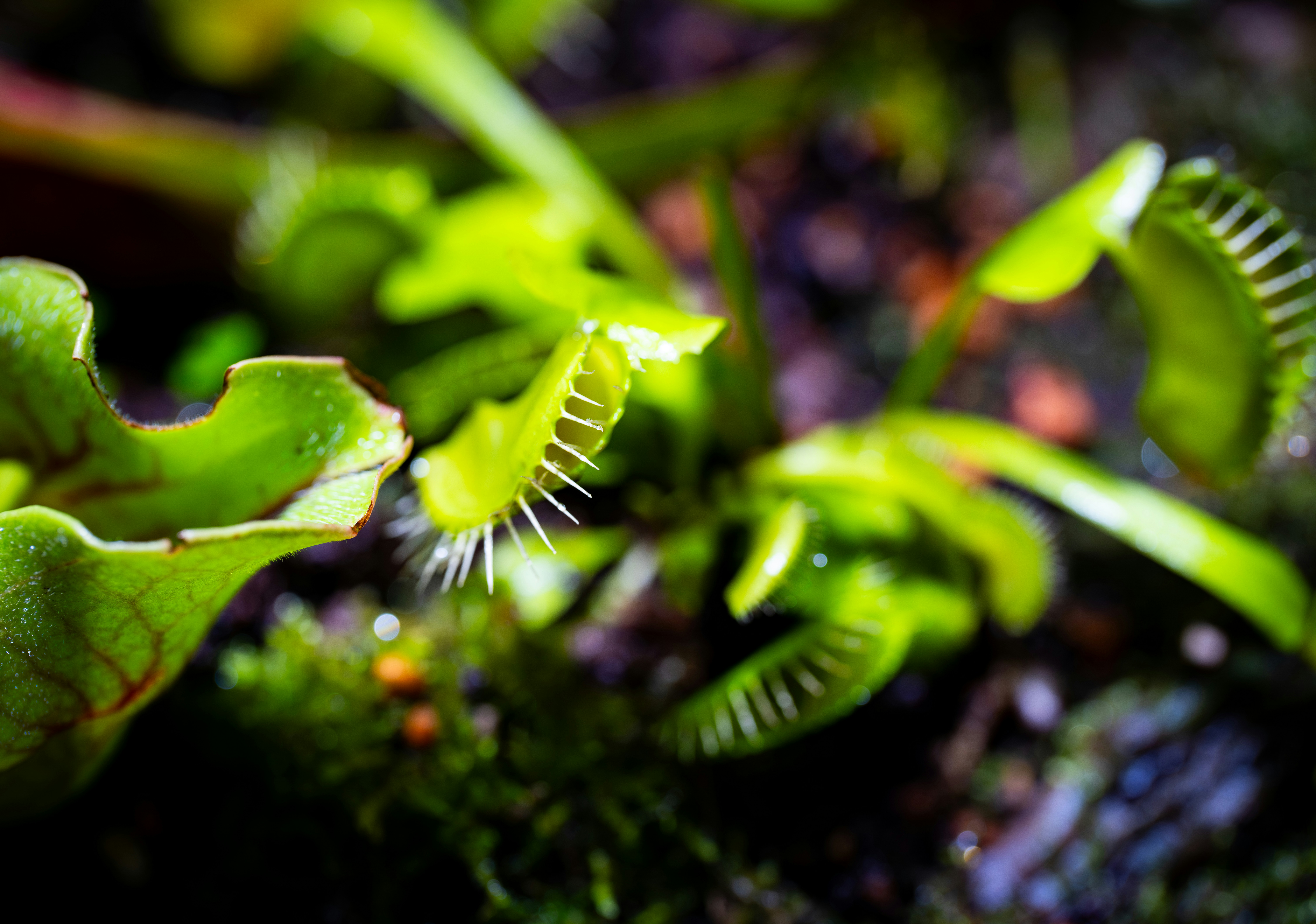 Venus Flytrap in Focus: Delicate Trap Hooks and Emerald Foliage