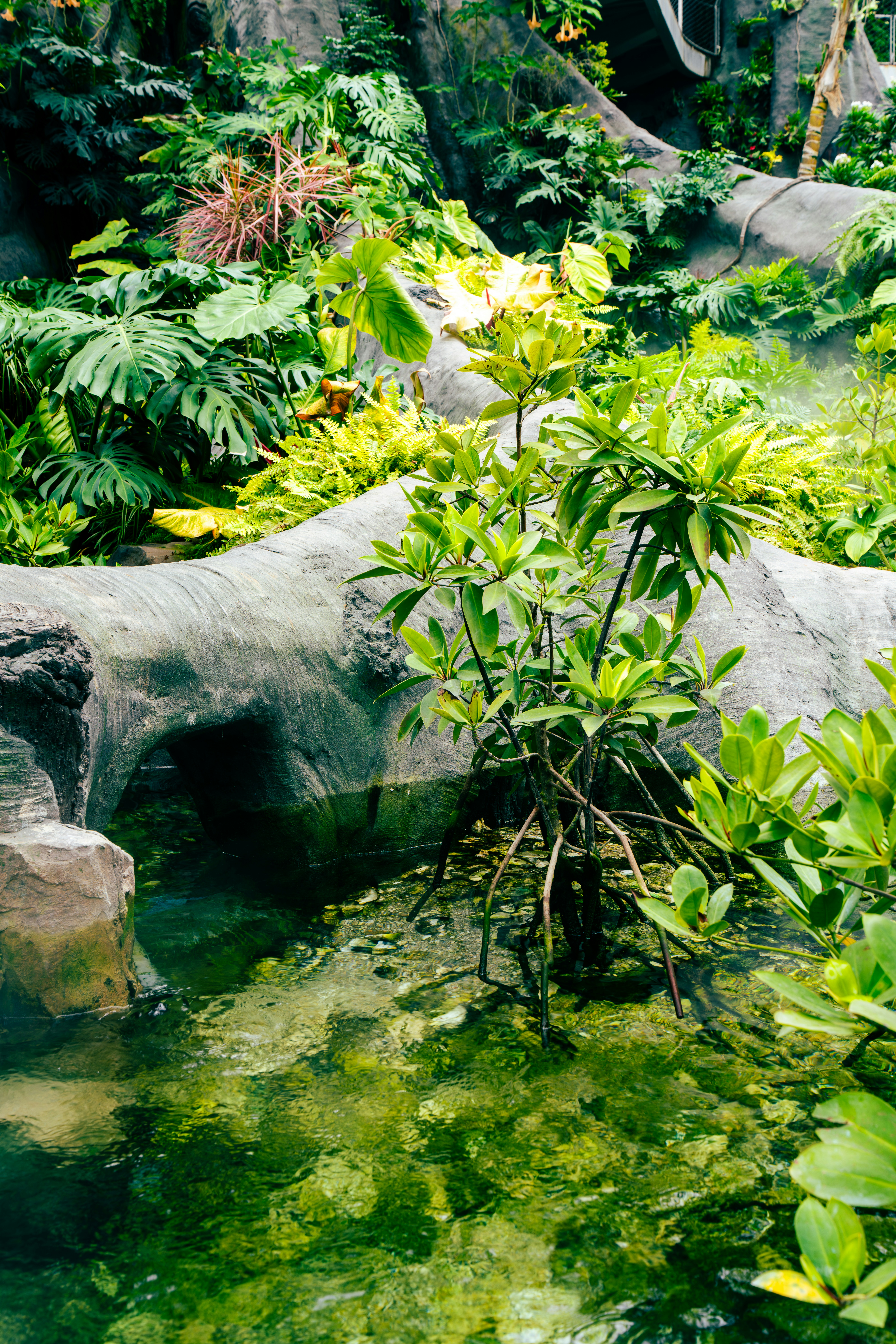 Rooted in Glassy Waters: A Tranquil Green Courtyard