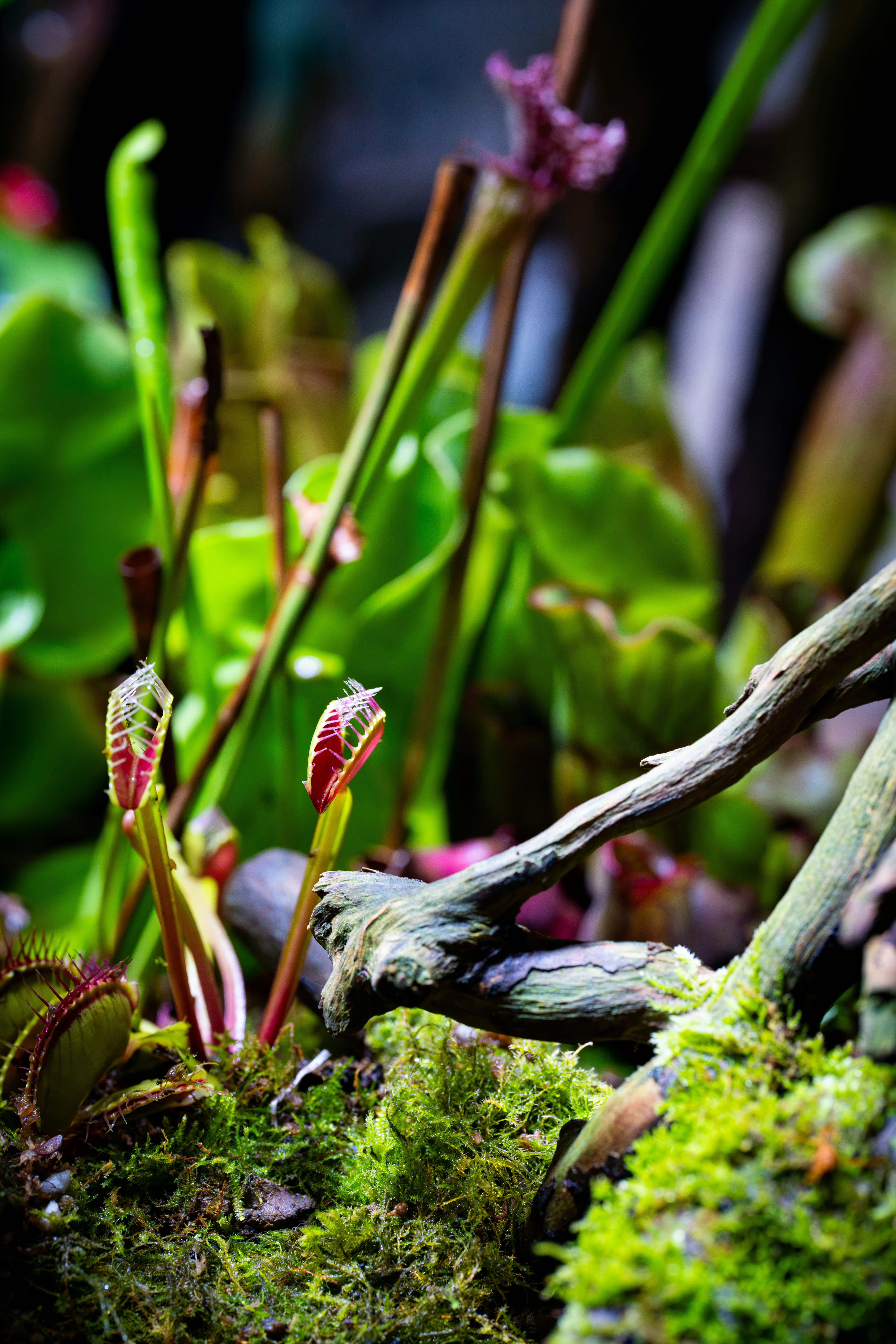 Close-up of carnivorous plants and a mossy forest floor with a weathered branch, showcasing vibrant greens and occasional pink-tinted traps.