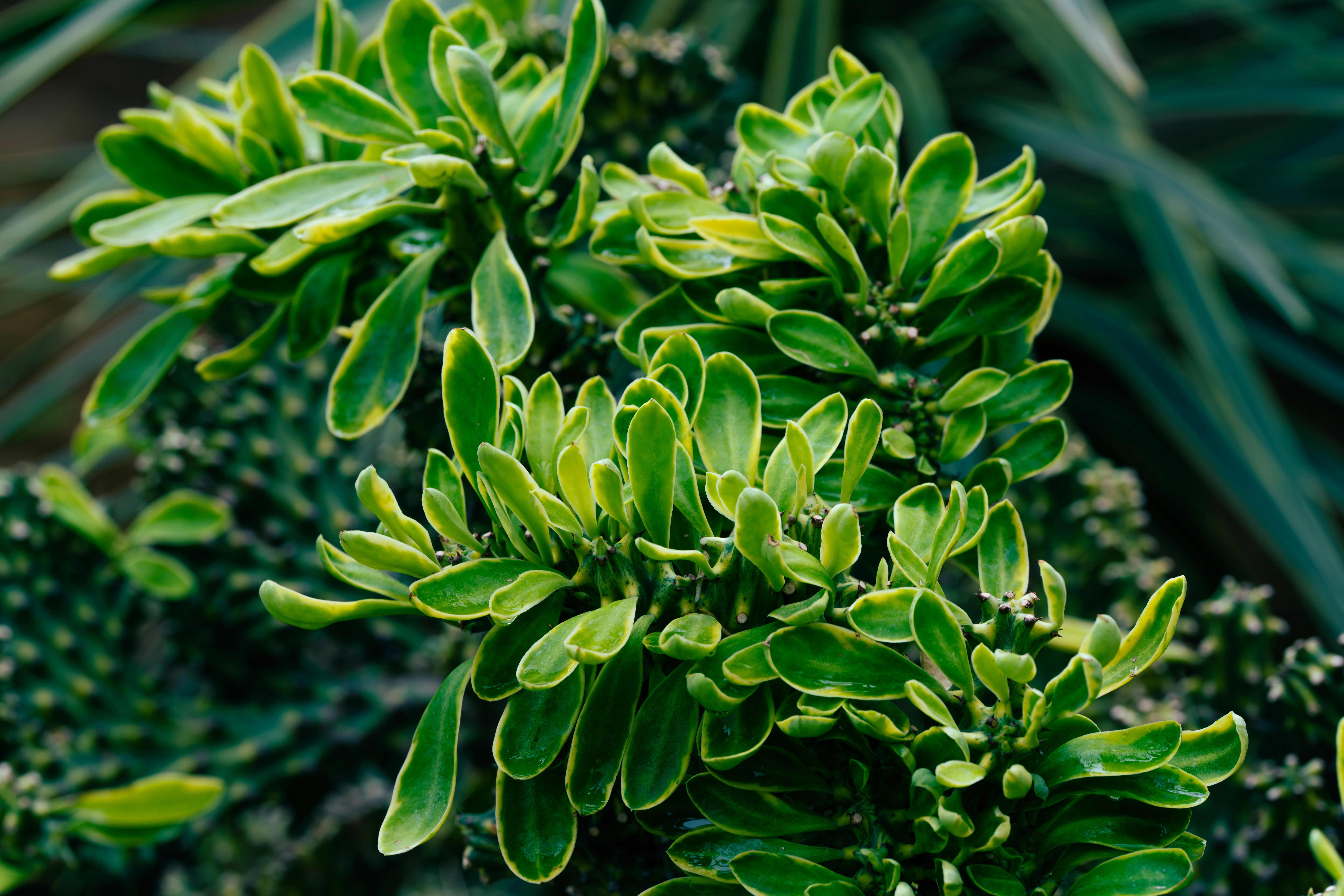 Emerald Succulent Tangle: Close-Up of Verdant Leaves