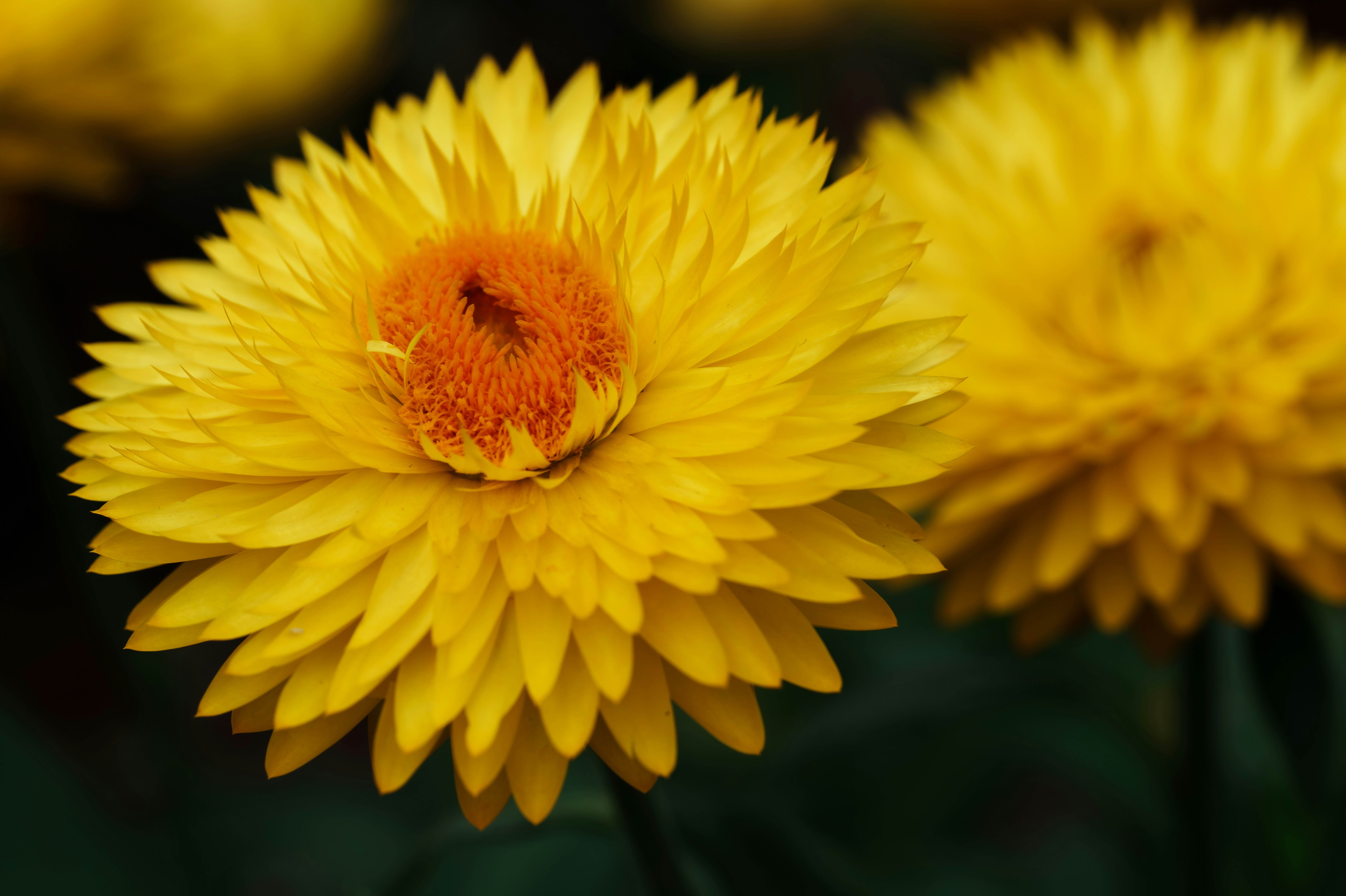 Golden Bloom in Focus: A Close-Up of Sunlit Petals