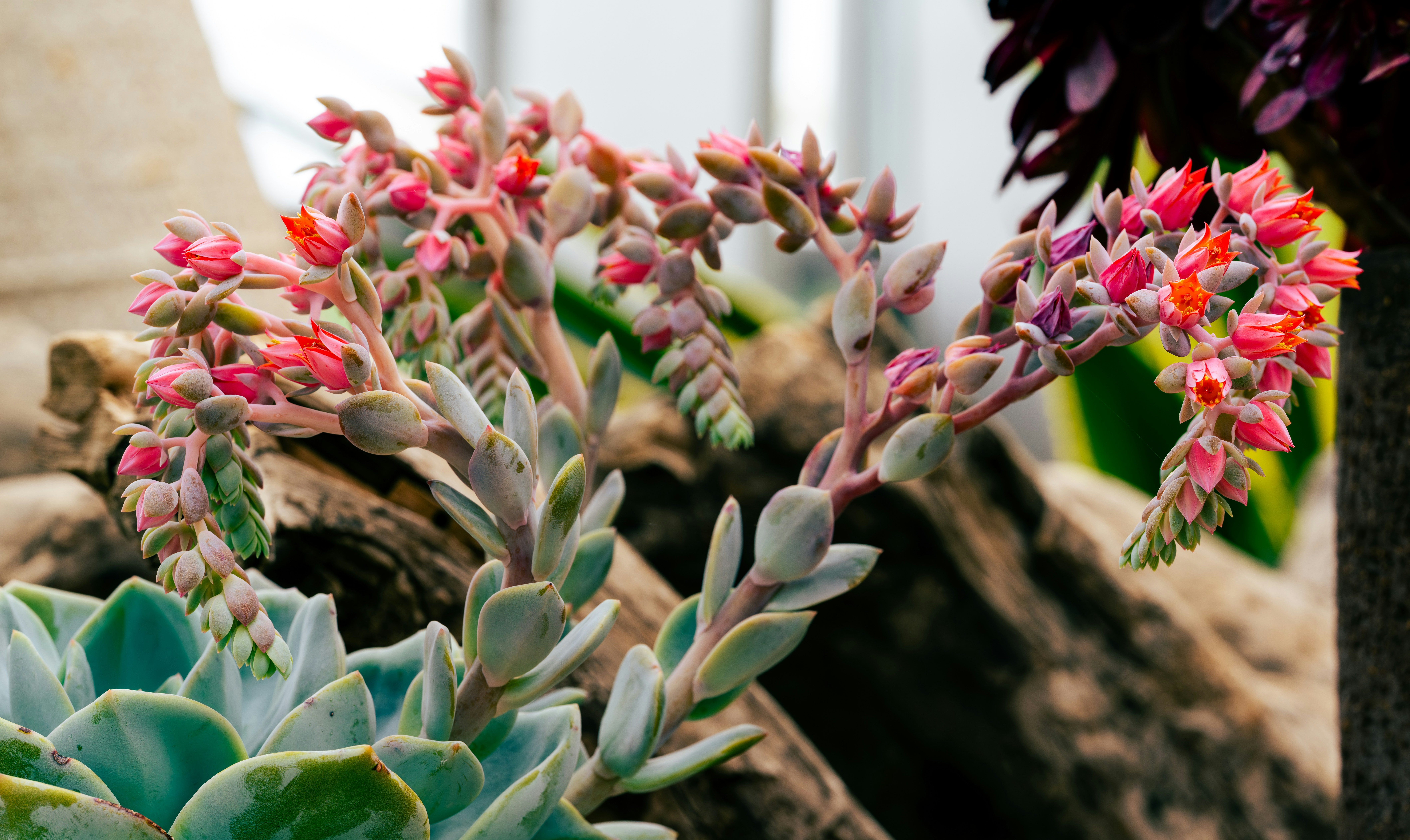 Flaming Succulent Spires in Bloom