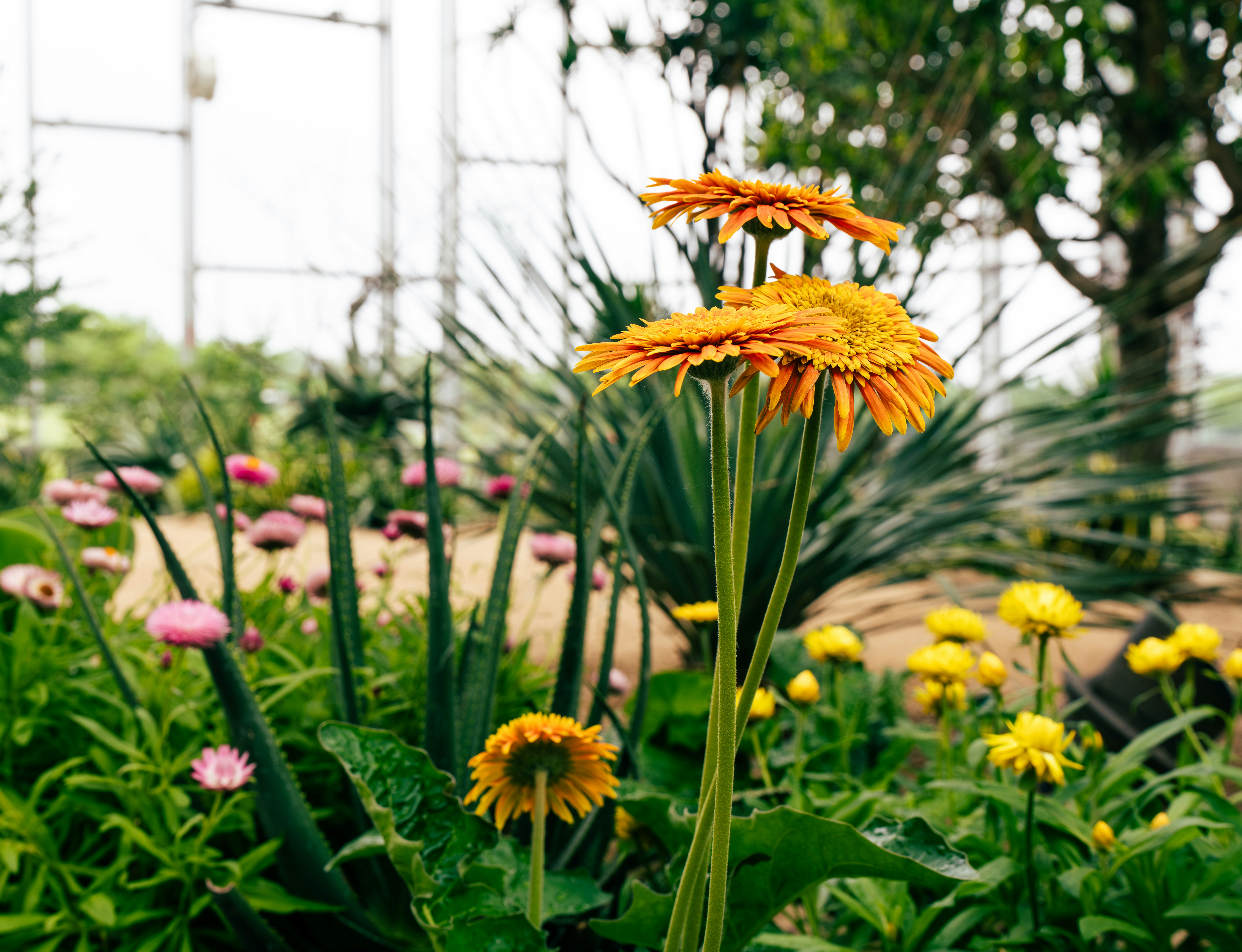 Shanghai Greenhouse Garden