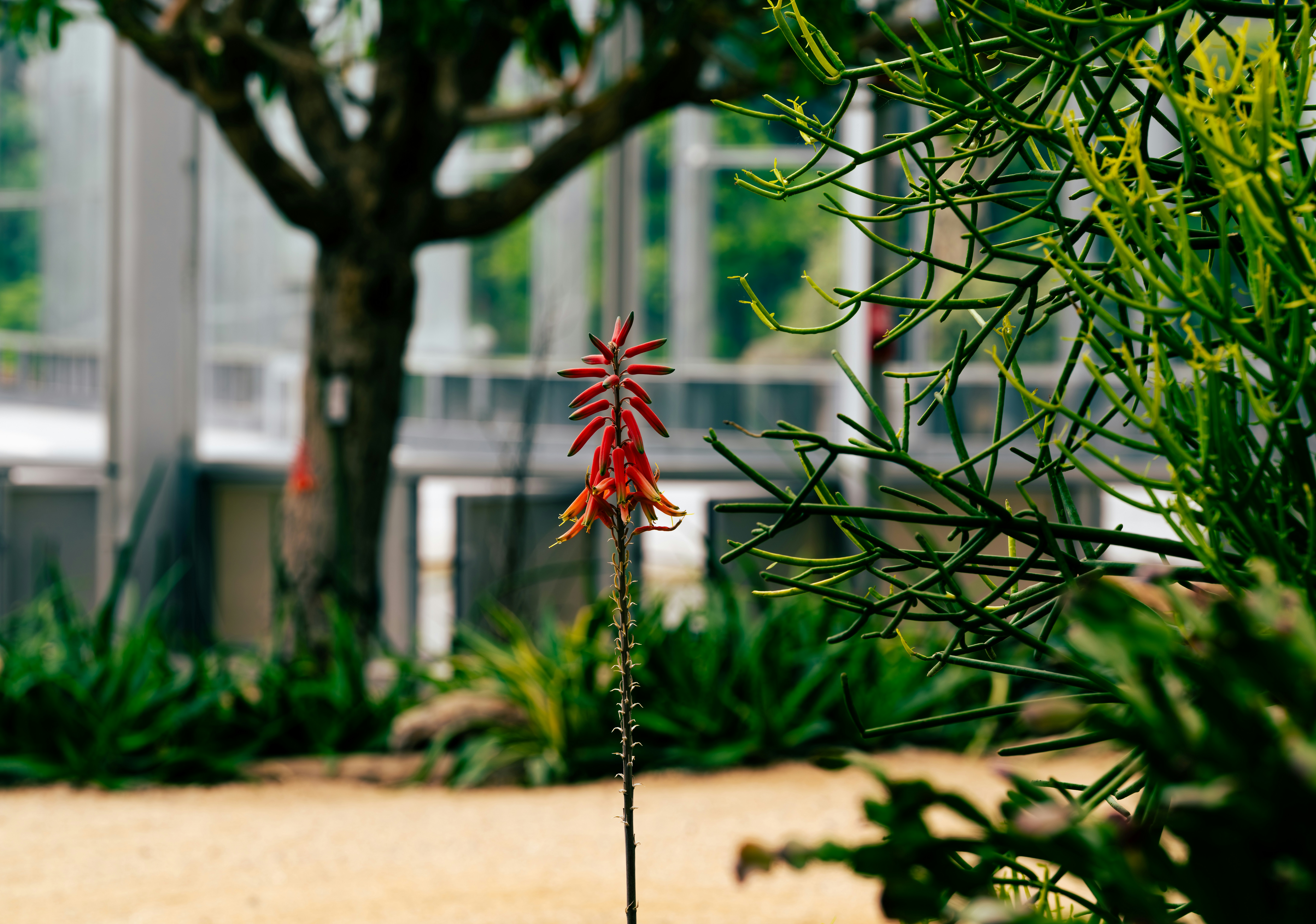 Shanghai Greenhouse Garden