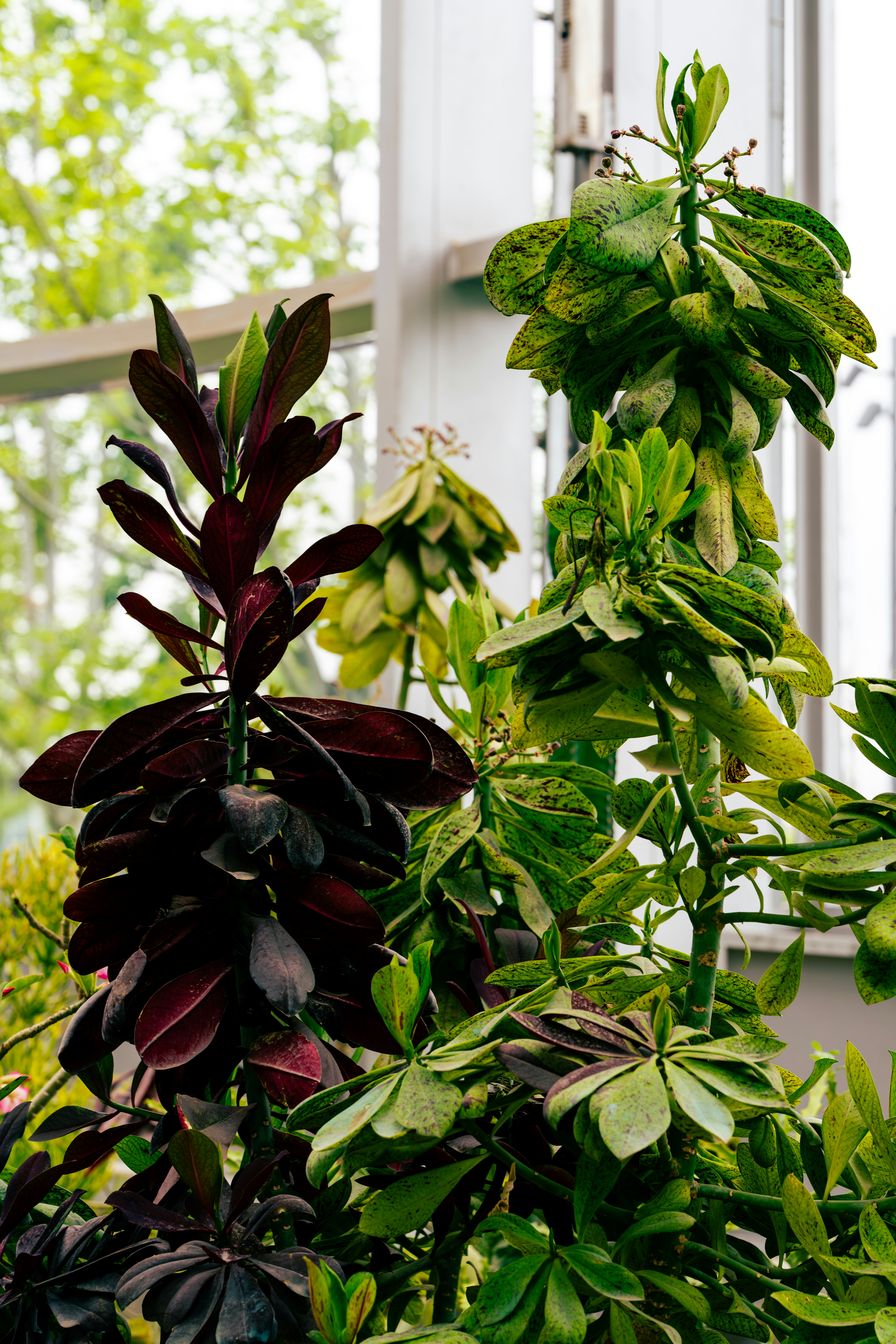 Vertical Garden in Sunlit Conservatory
