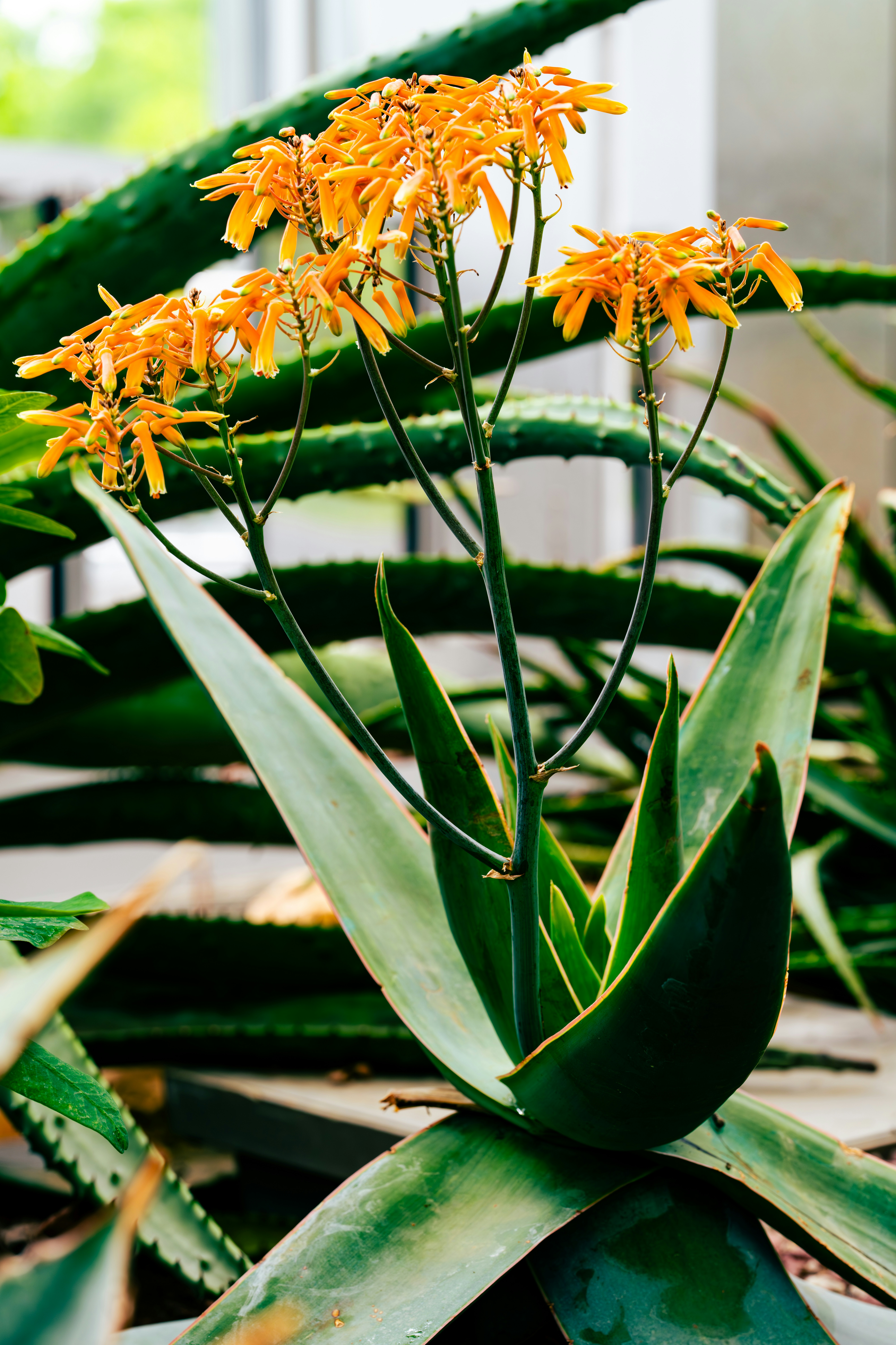 Orange-Flowered Succulent Crown Emerging from Verdant Spires
