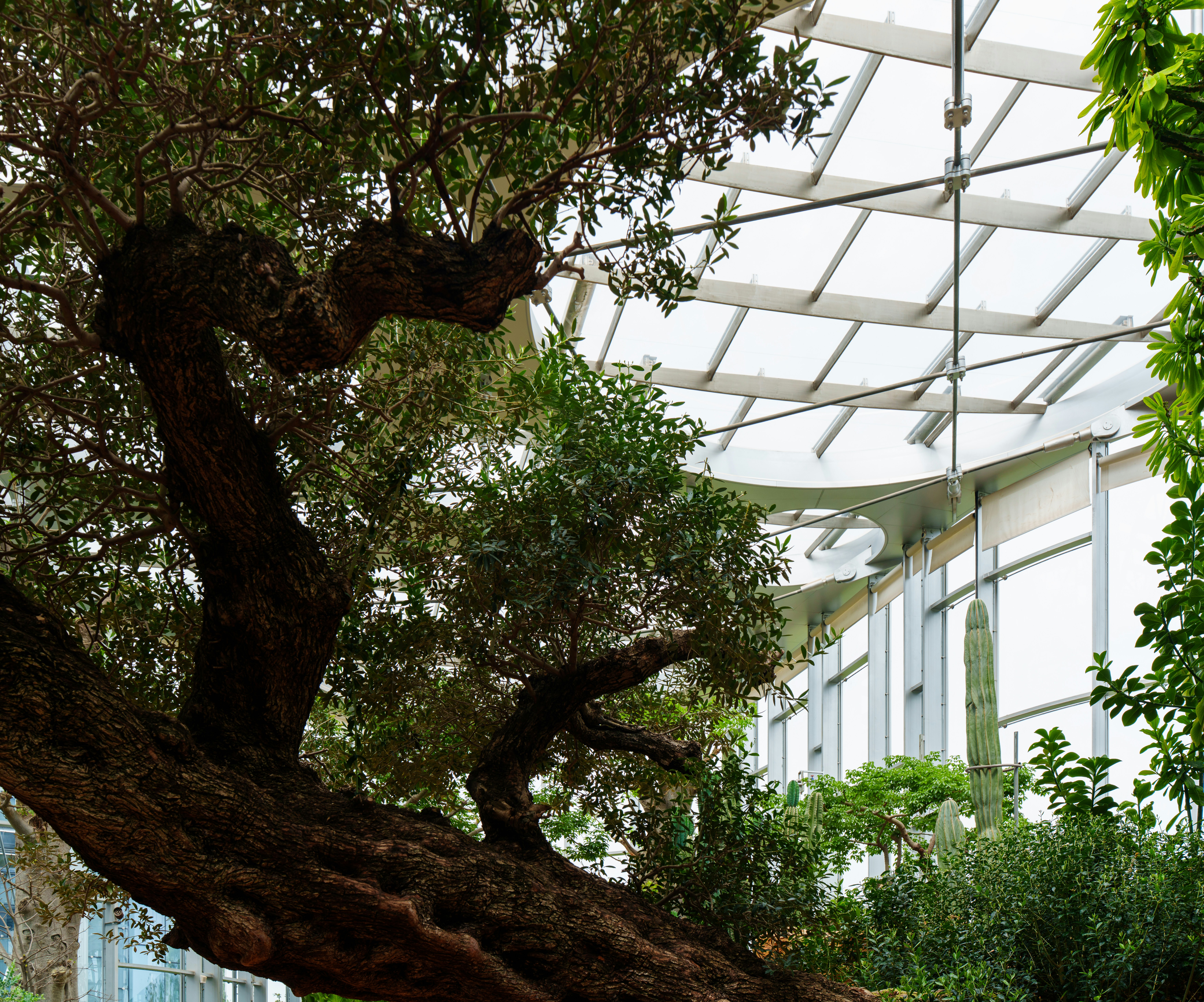 Ancient Olive Tremors Inside a Glasshouse Atrium