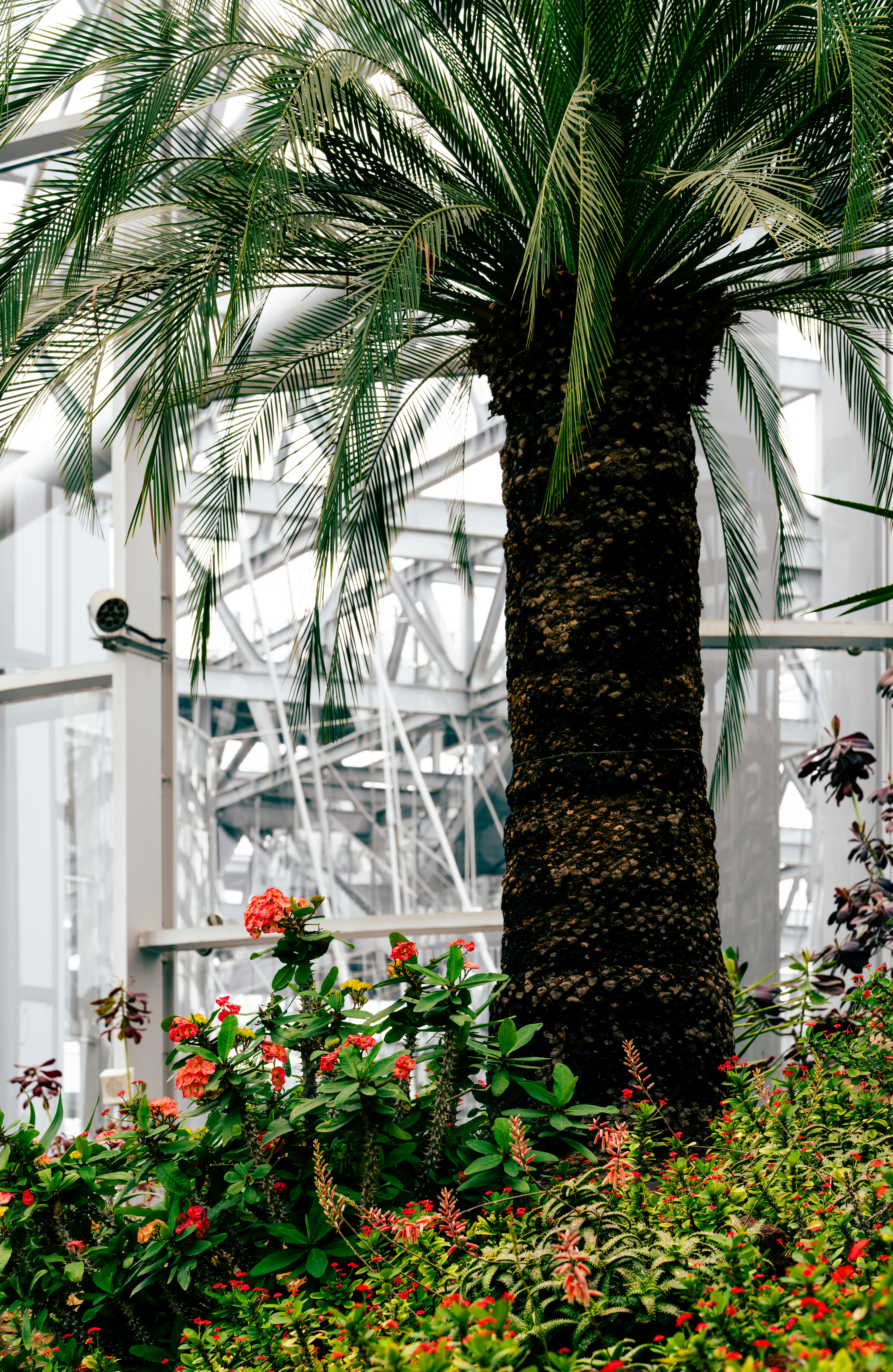 Enclosed Palm Cathedral: Urban Greenery Circles a Sturdy Trunk