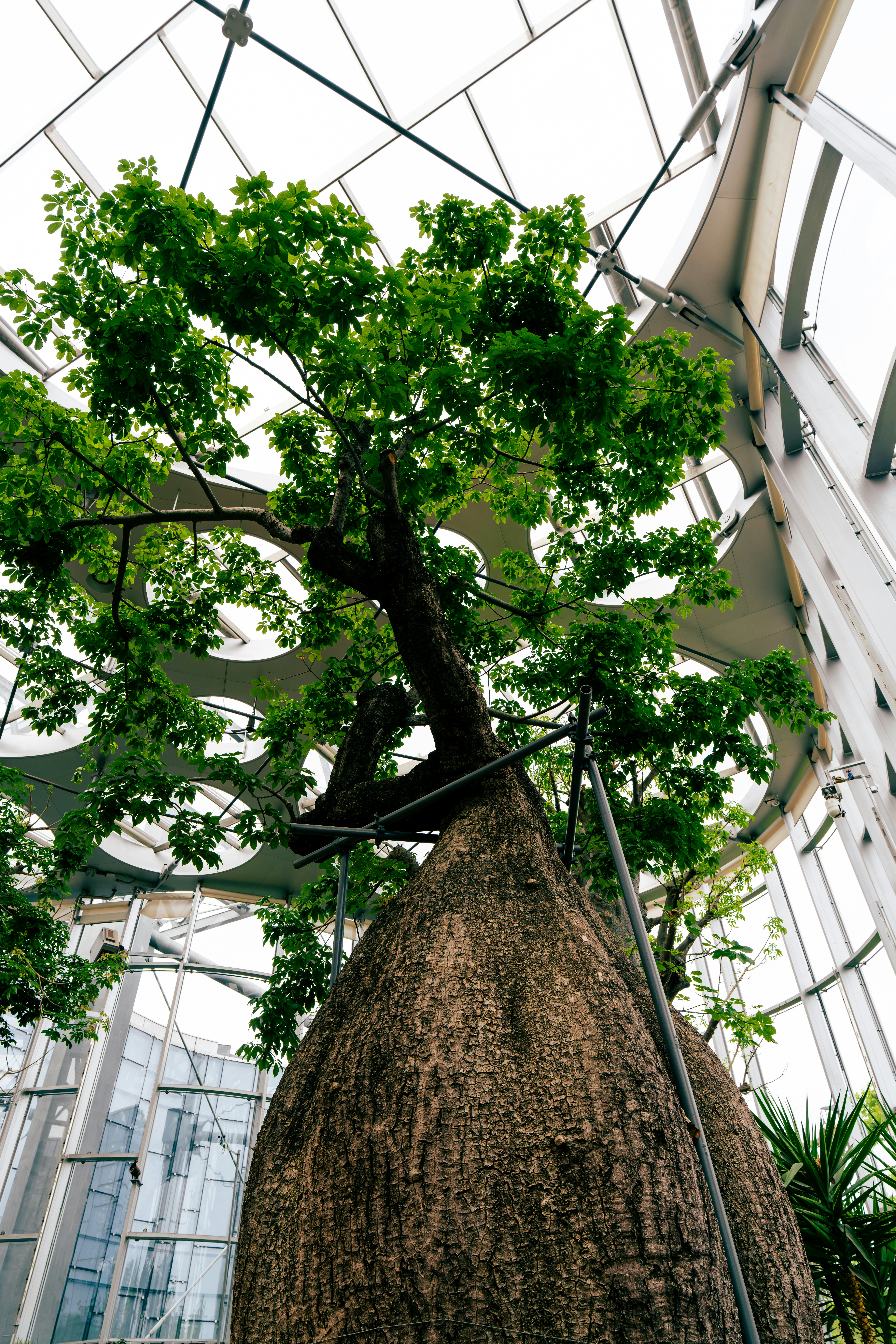Shanghai Greenhouse Garden