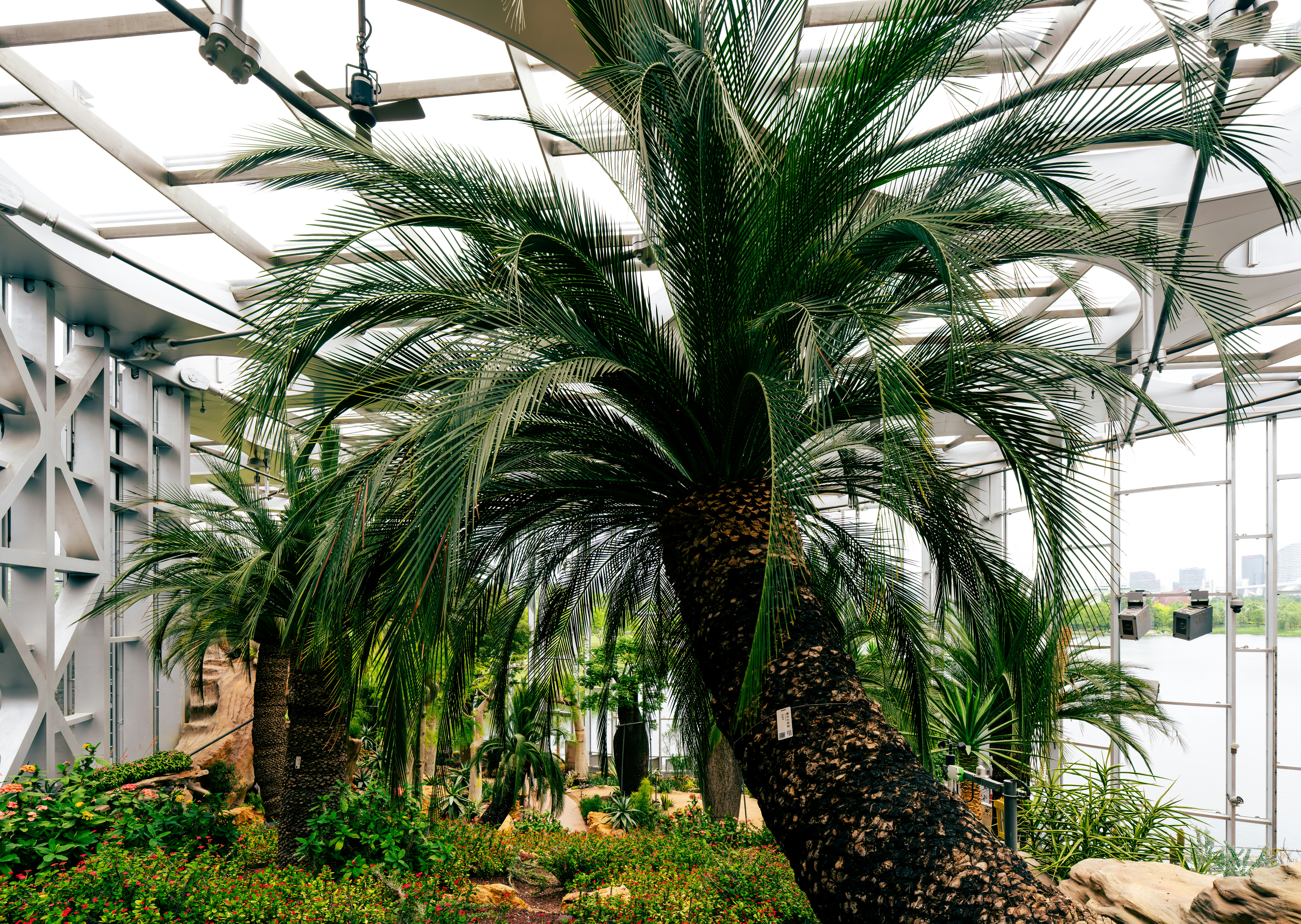 Overhanging Fronds in a Glass Atrium