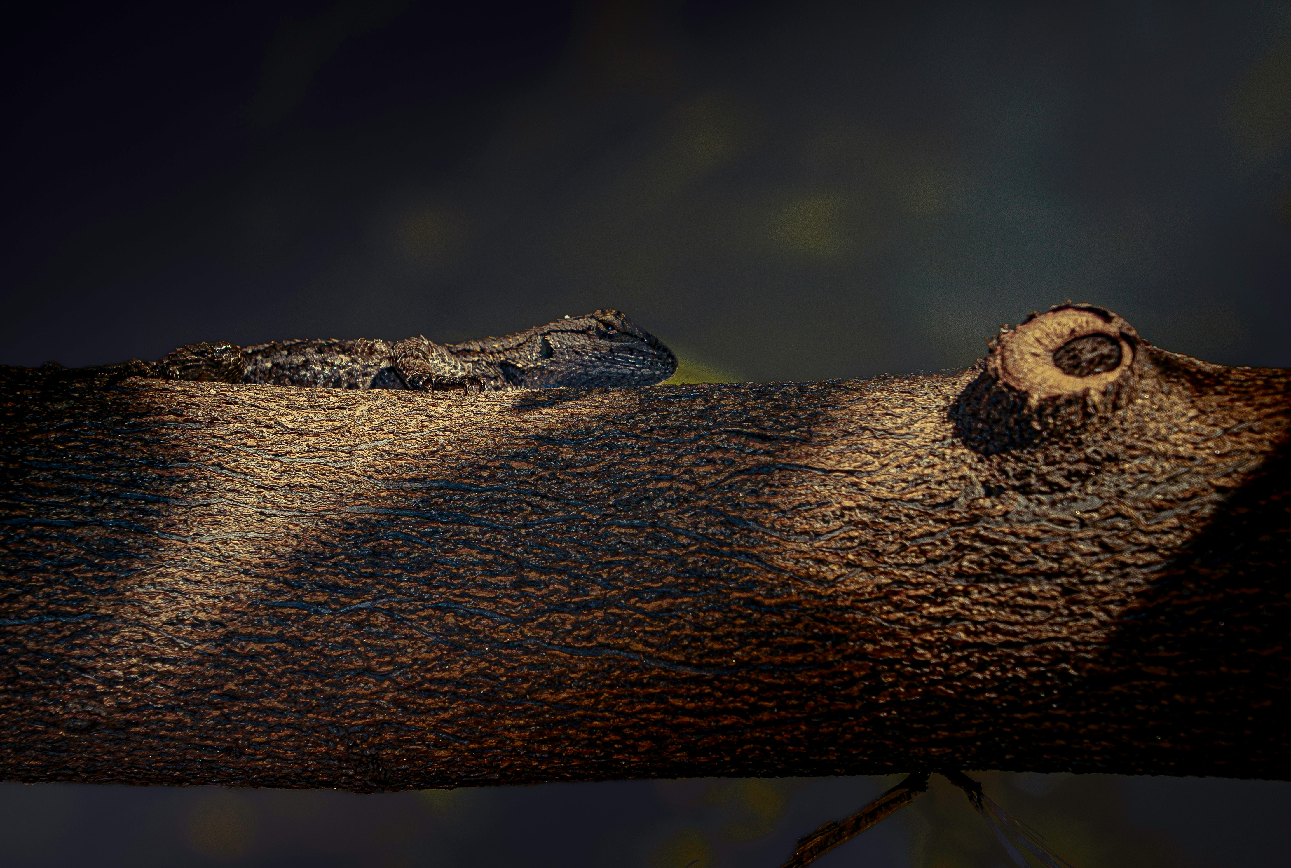 Sunlit Knot: A Close‑Up of a Weathered Log