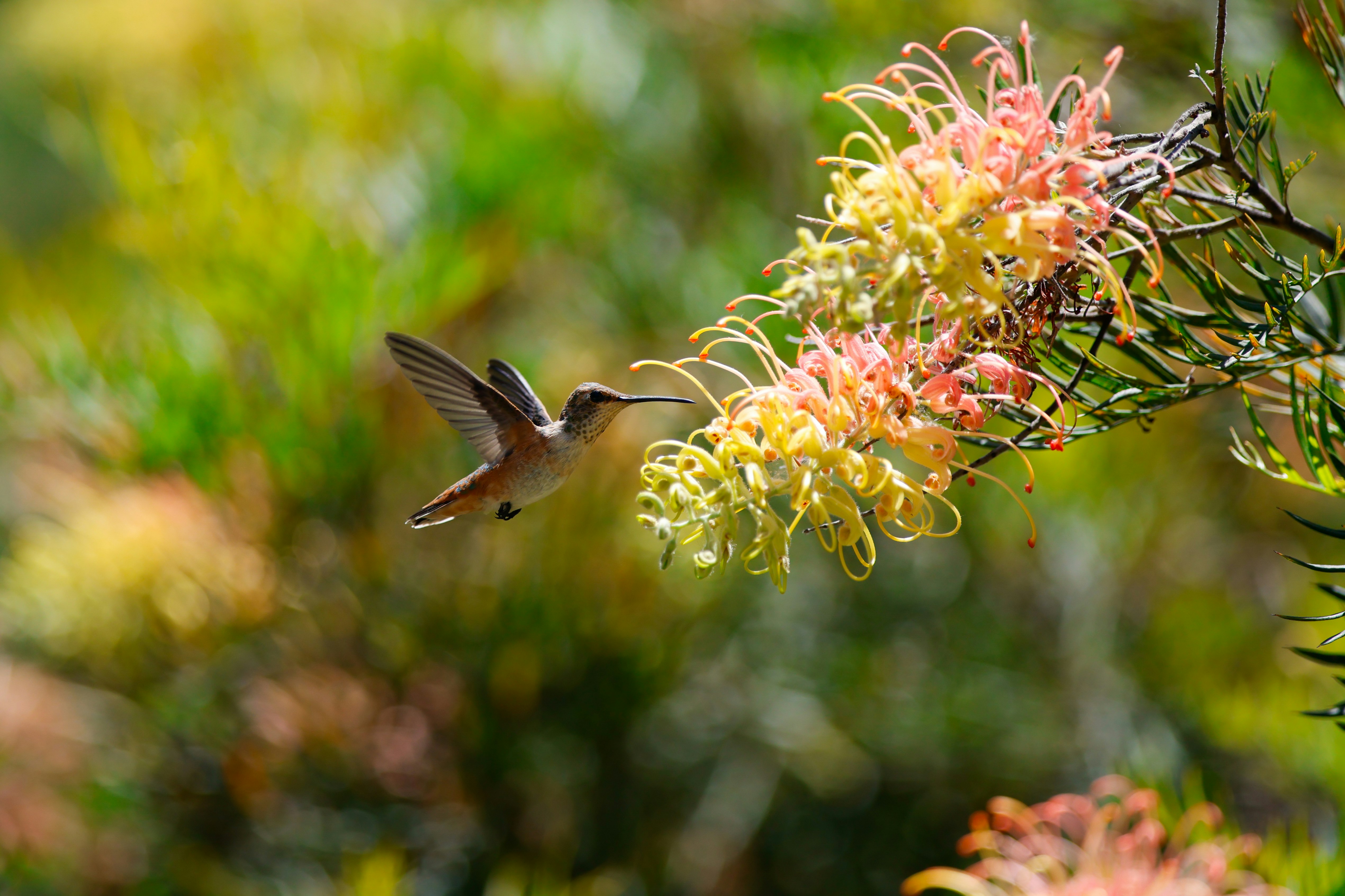 Hummingbird in mid‑flight at a nectar bloom