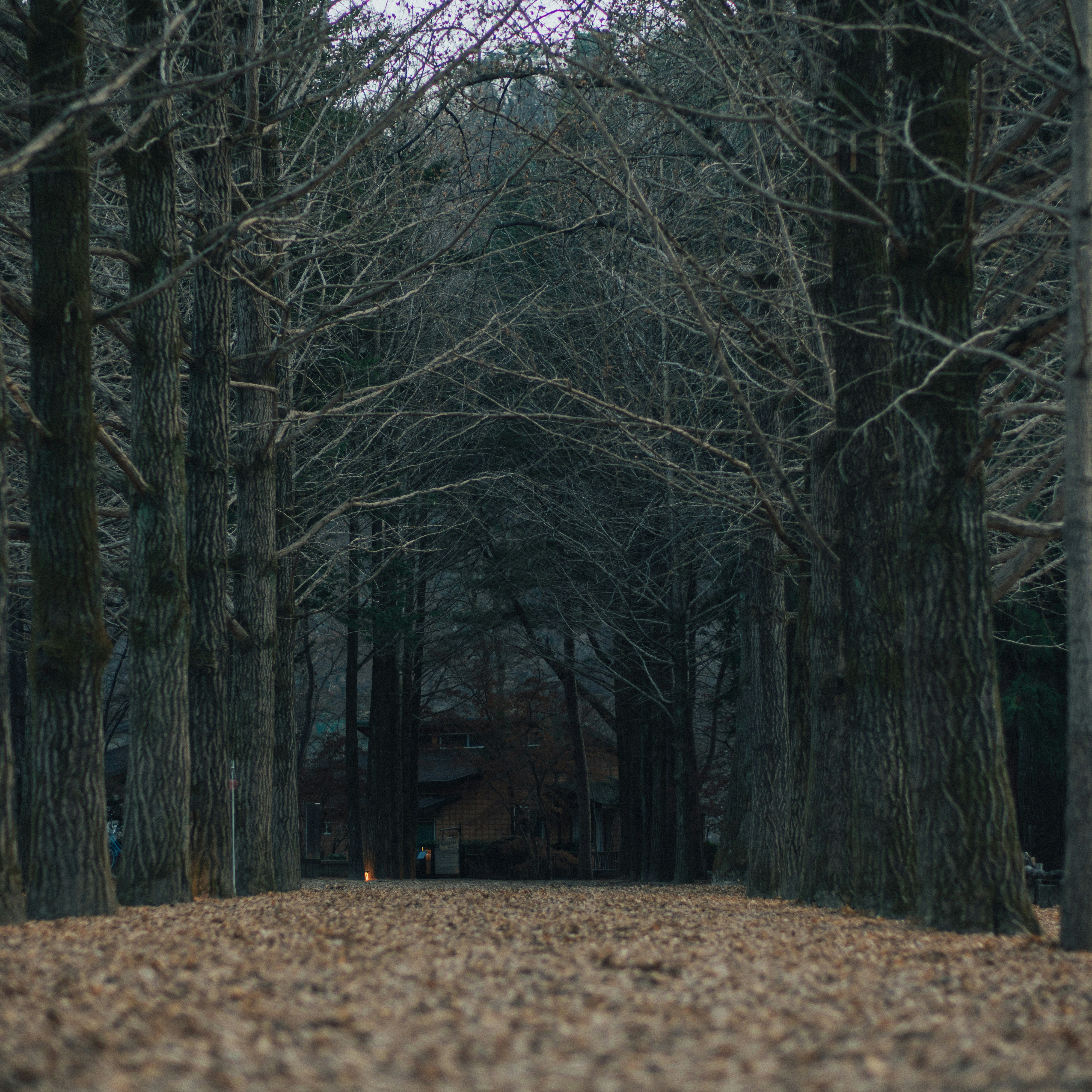 Leaf-Litter Aisle: A Quiet Walk Through Tall Trunked Dawn