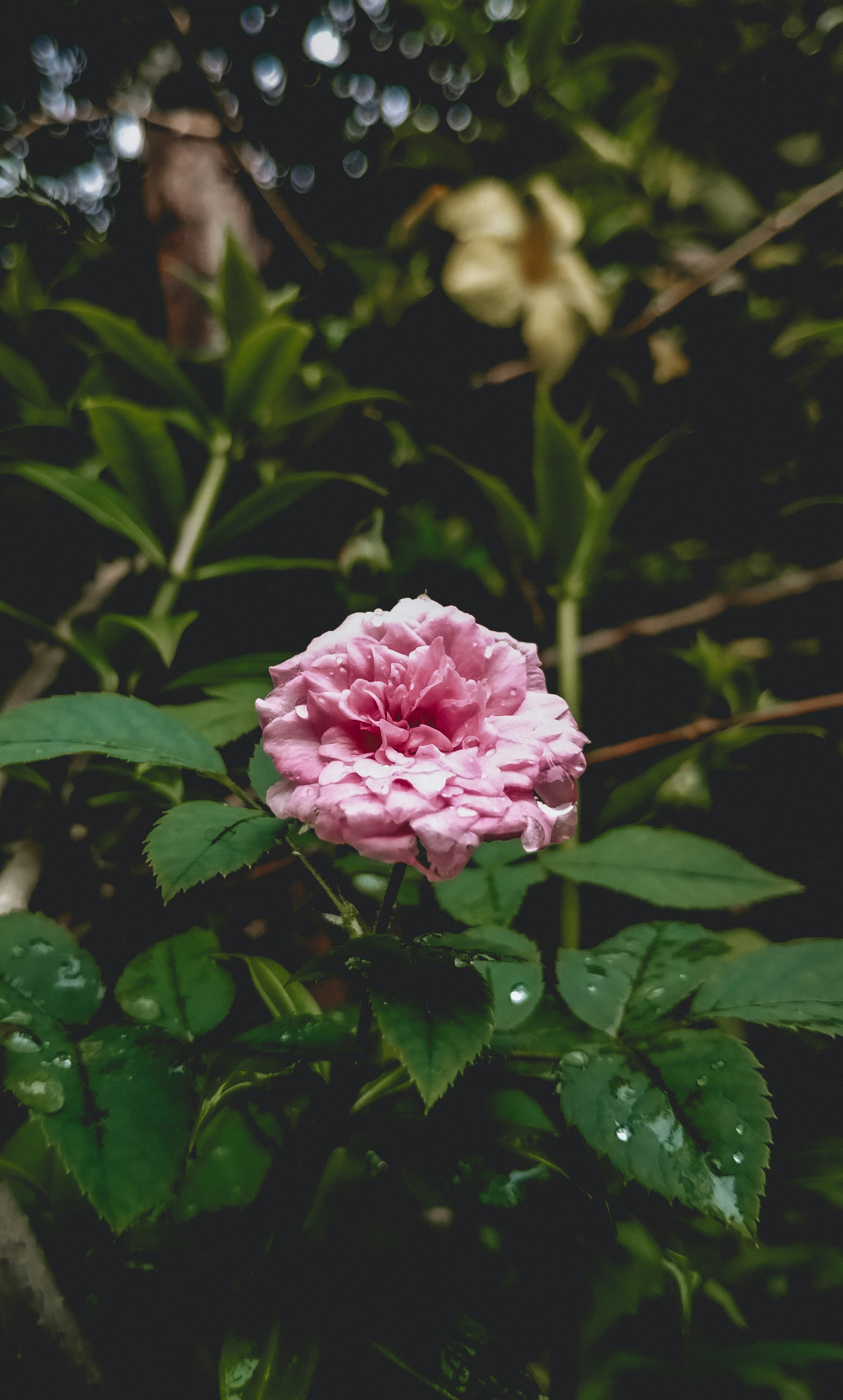 Pink bloom center stage: a solitary rose amid emerald whispers