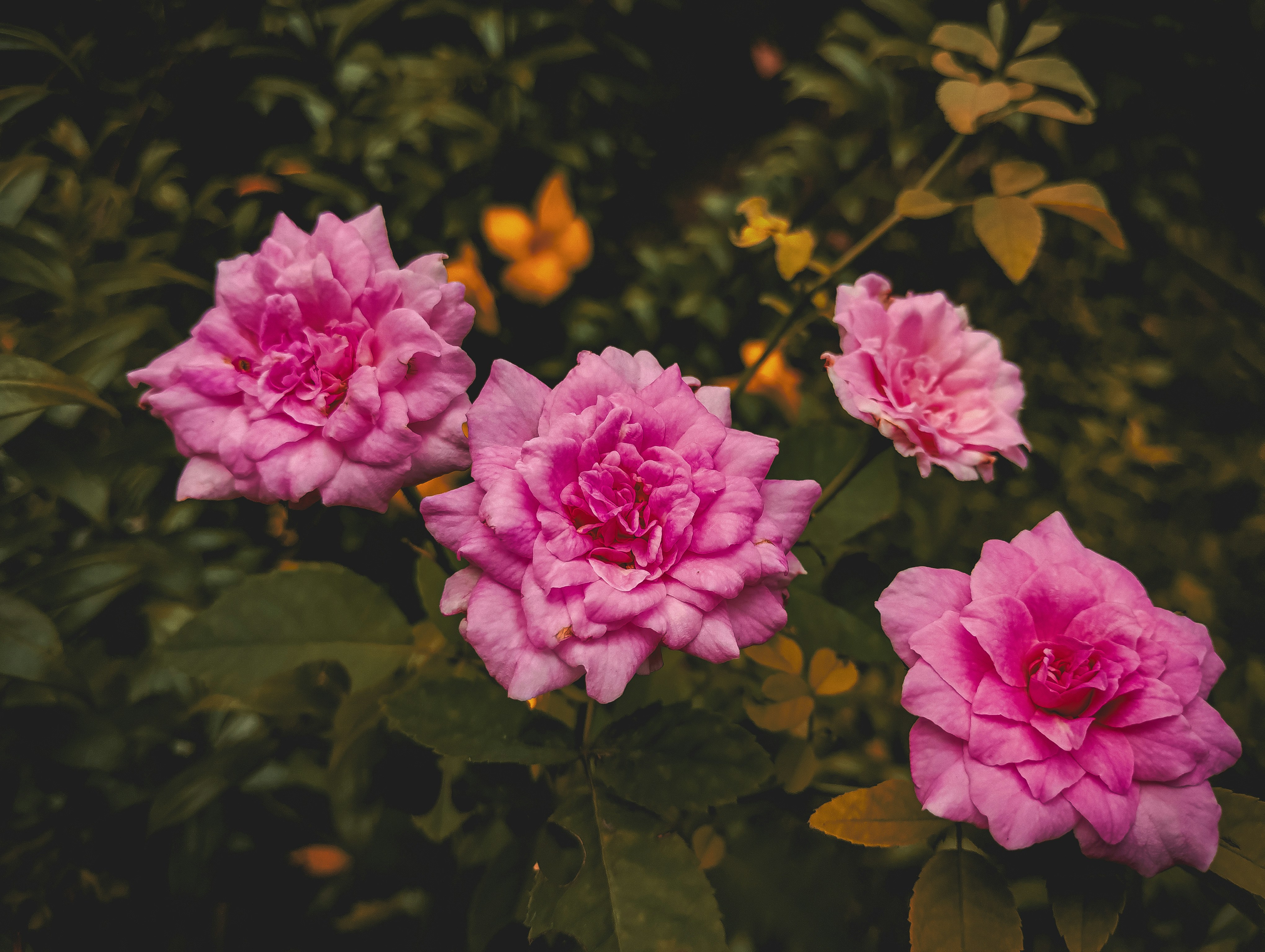 Pink Roses in Soft Evening Light