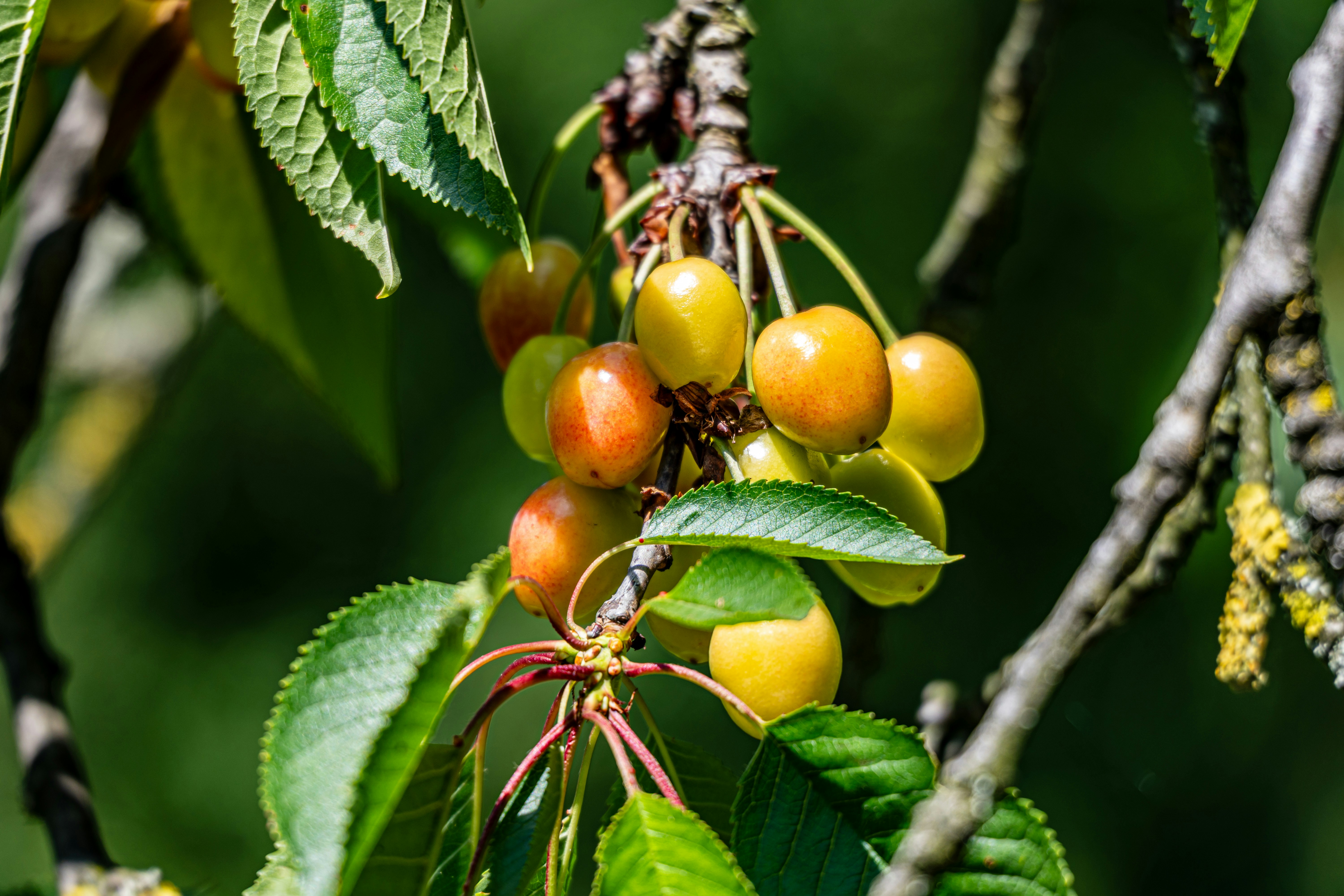 Sunlit Cluster of Ripening Cherries