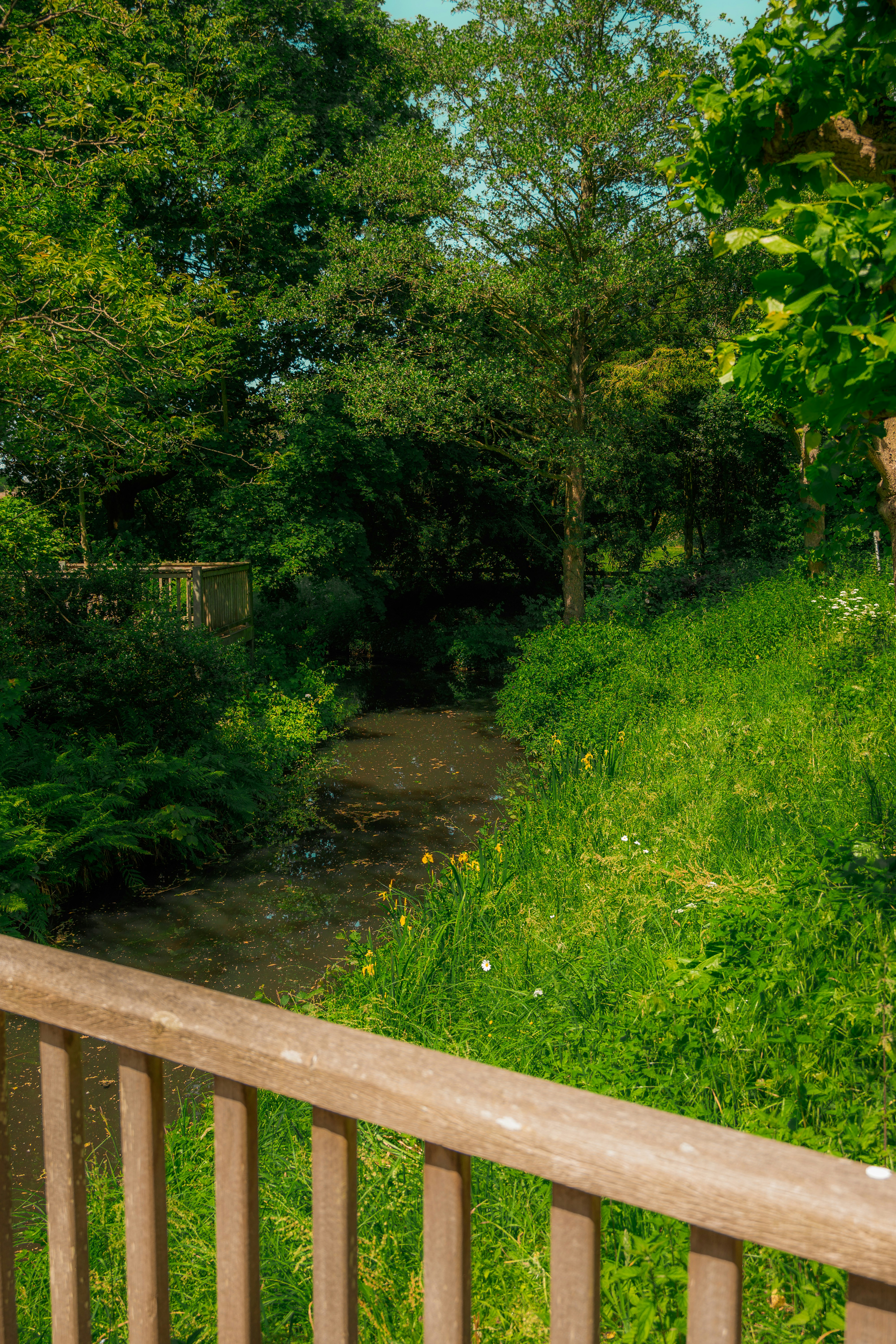 Bridge Overgrown River Edge: A Quiet Green Corridor