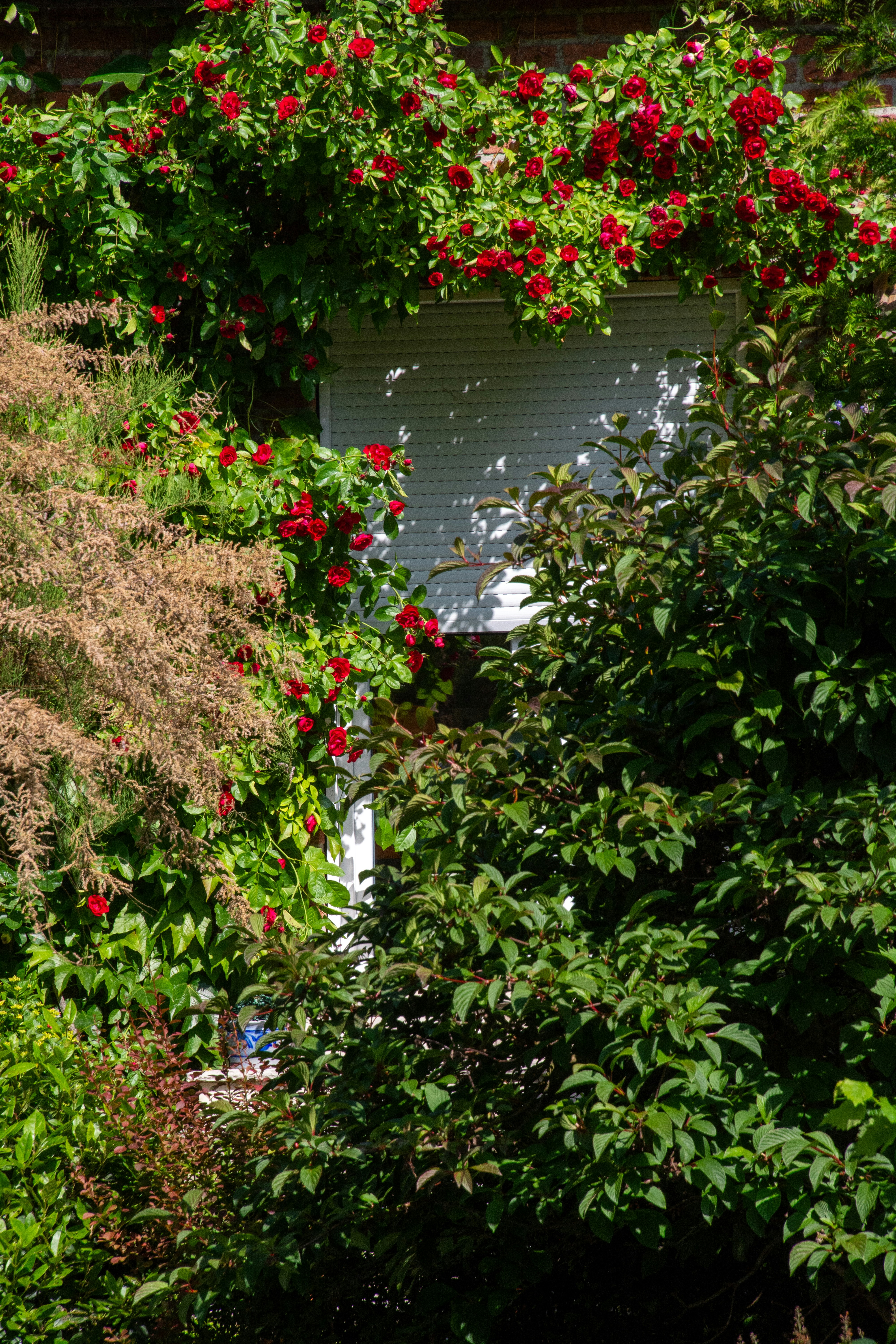 Vibrant Red Roses Framing a Shuttered Window