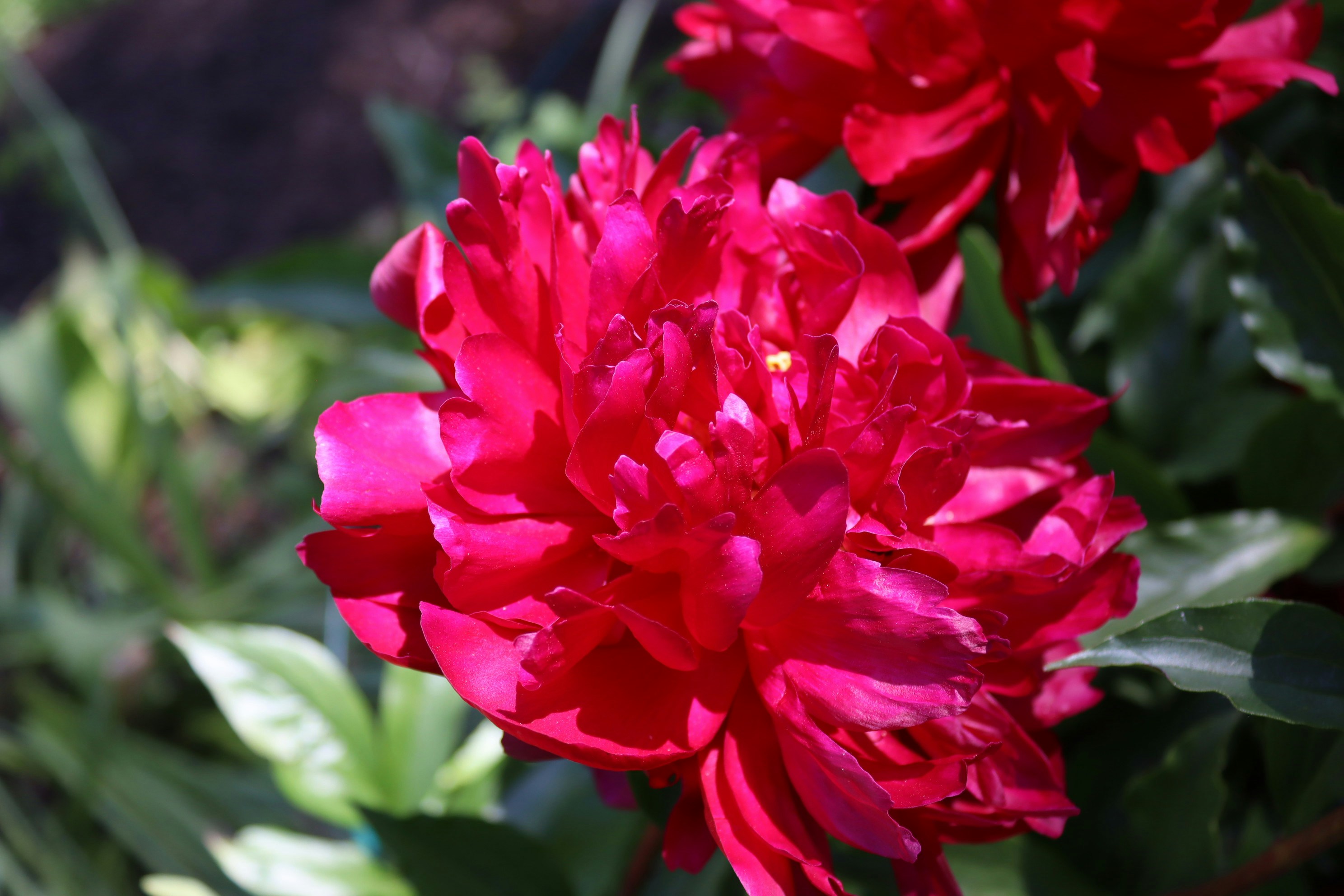 Crimson Bloom: A Close-Up of Velvet Petals in Sunlit Garden