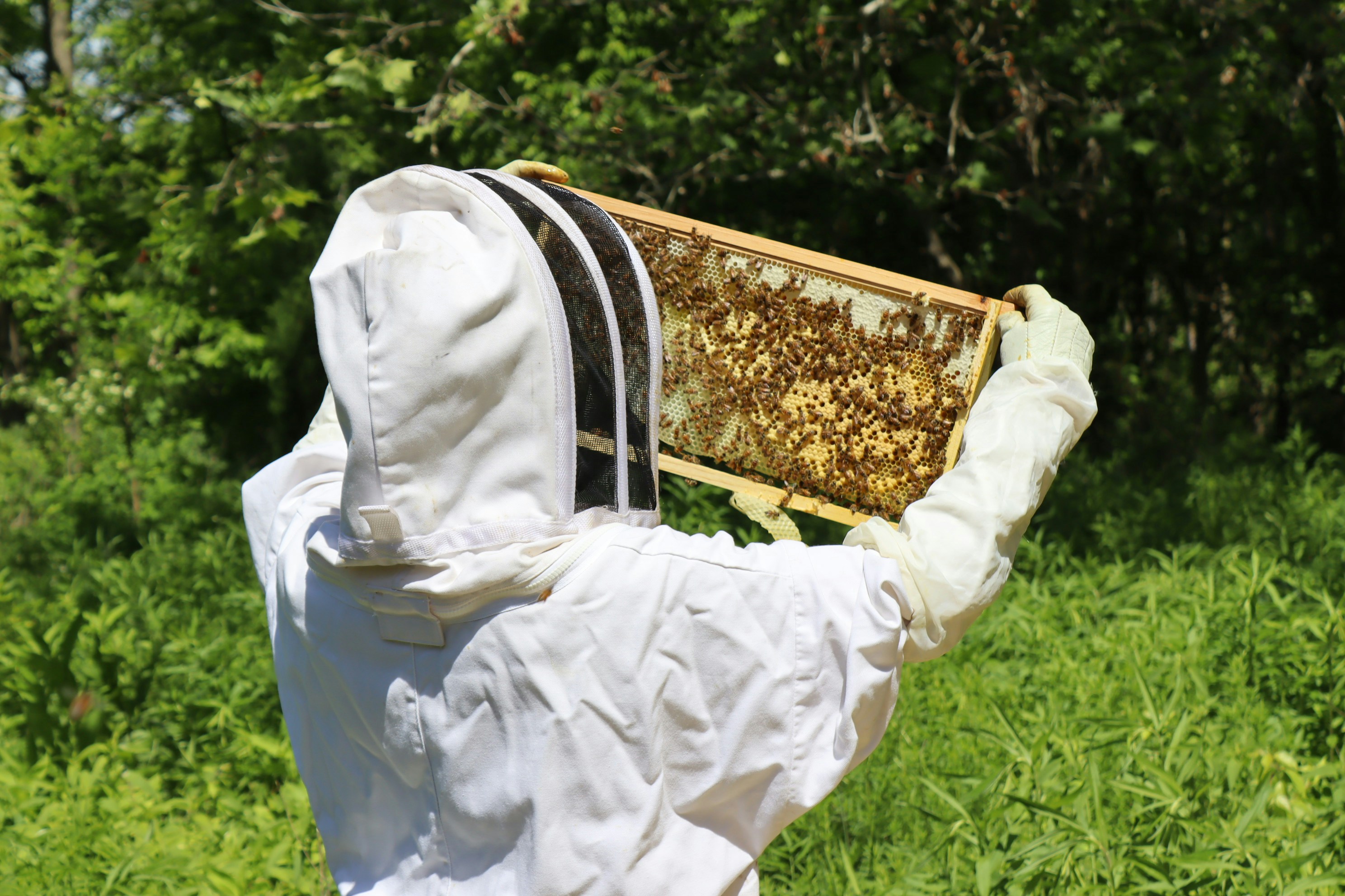A beekeeper inspects a frame full of bees.