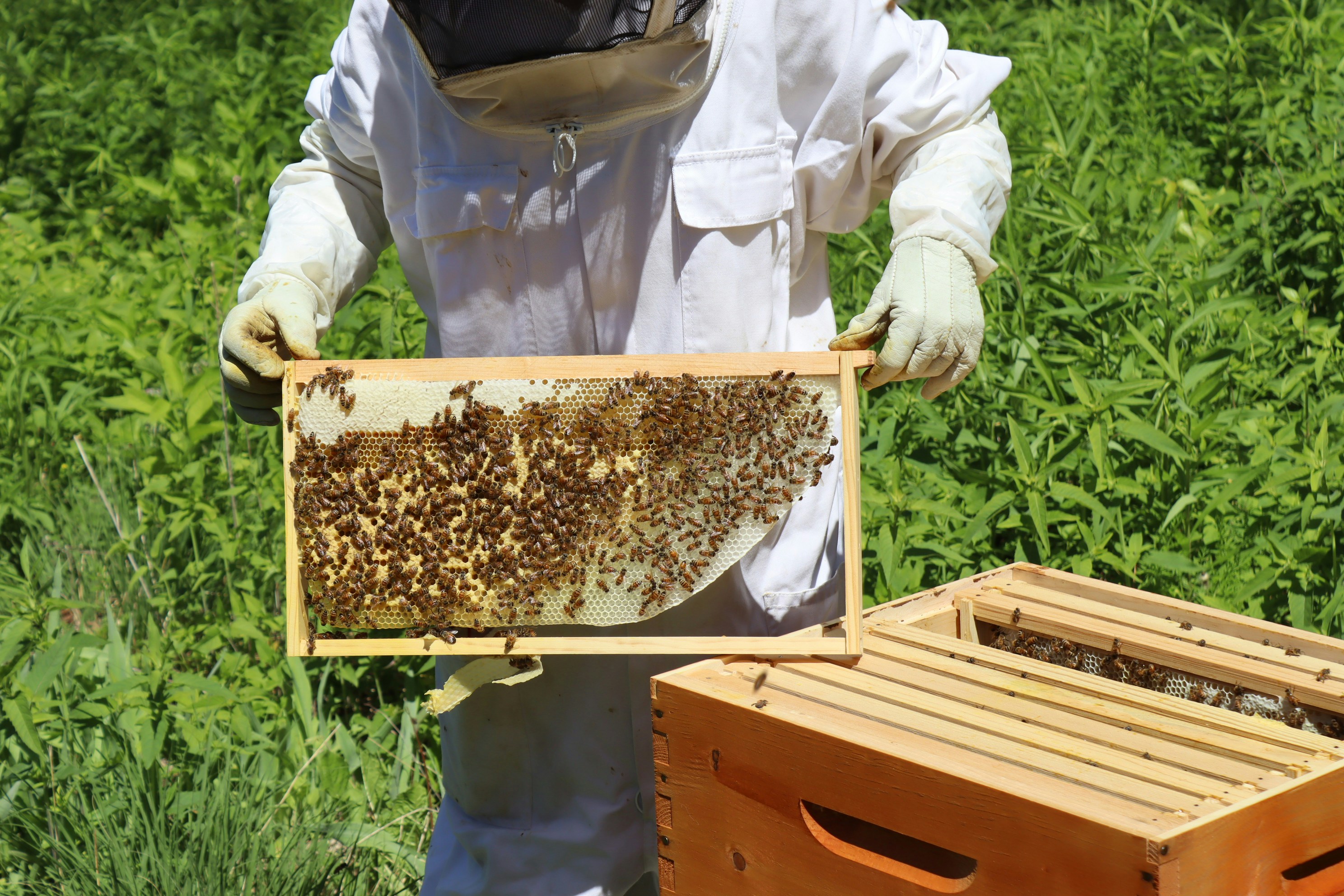 Beekeeper Displays Partially Crowded Frame of Active Hive Frame