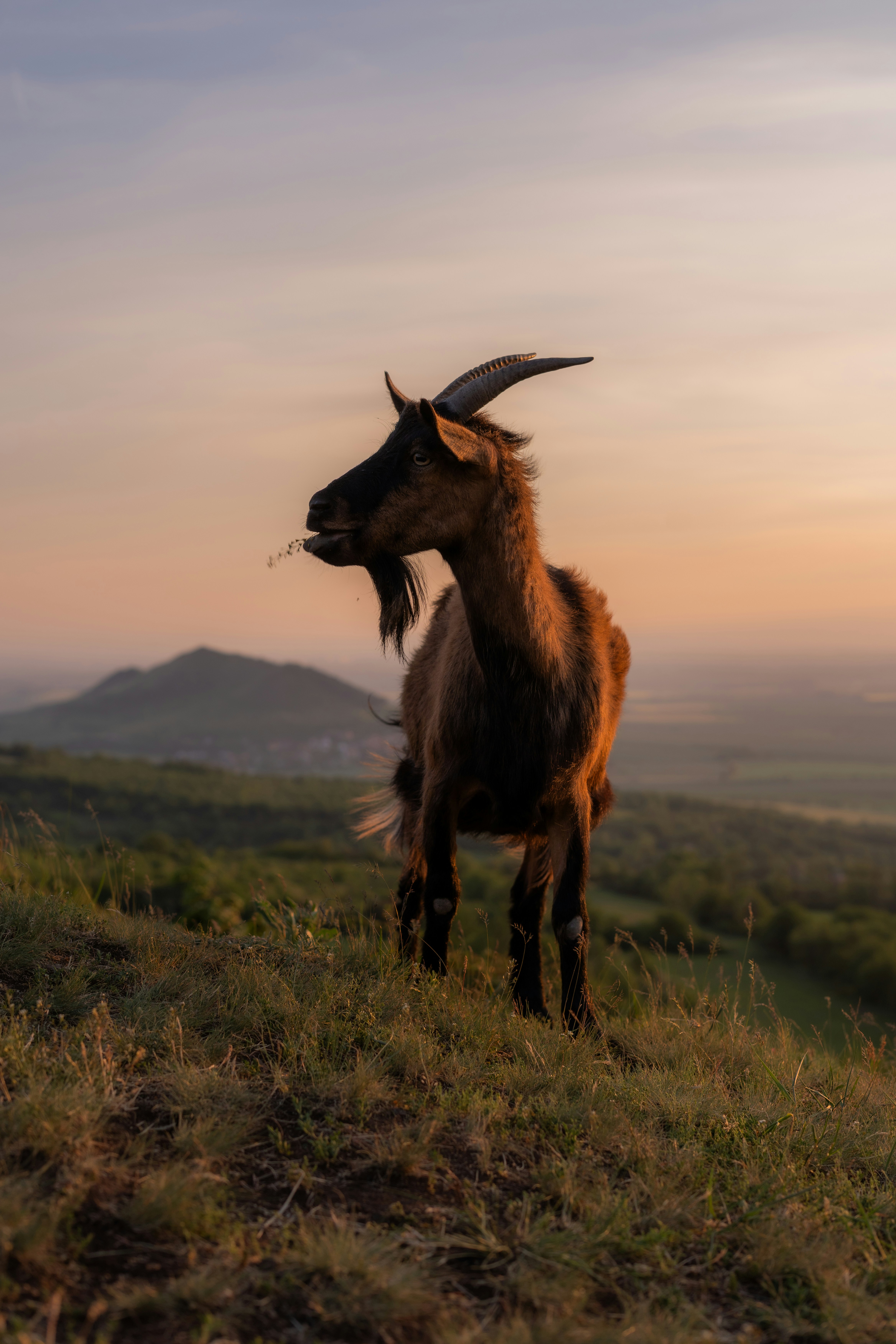 Grazing in the Golden Hour: A Caprid Silhouette on the Hill