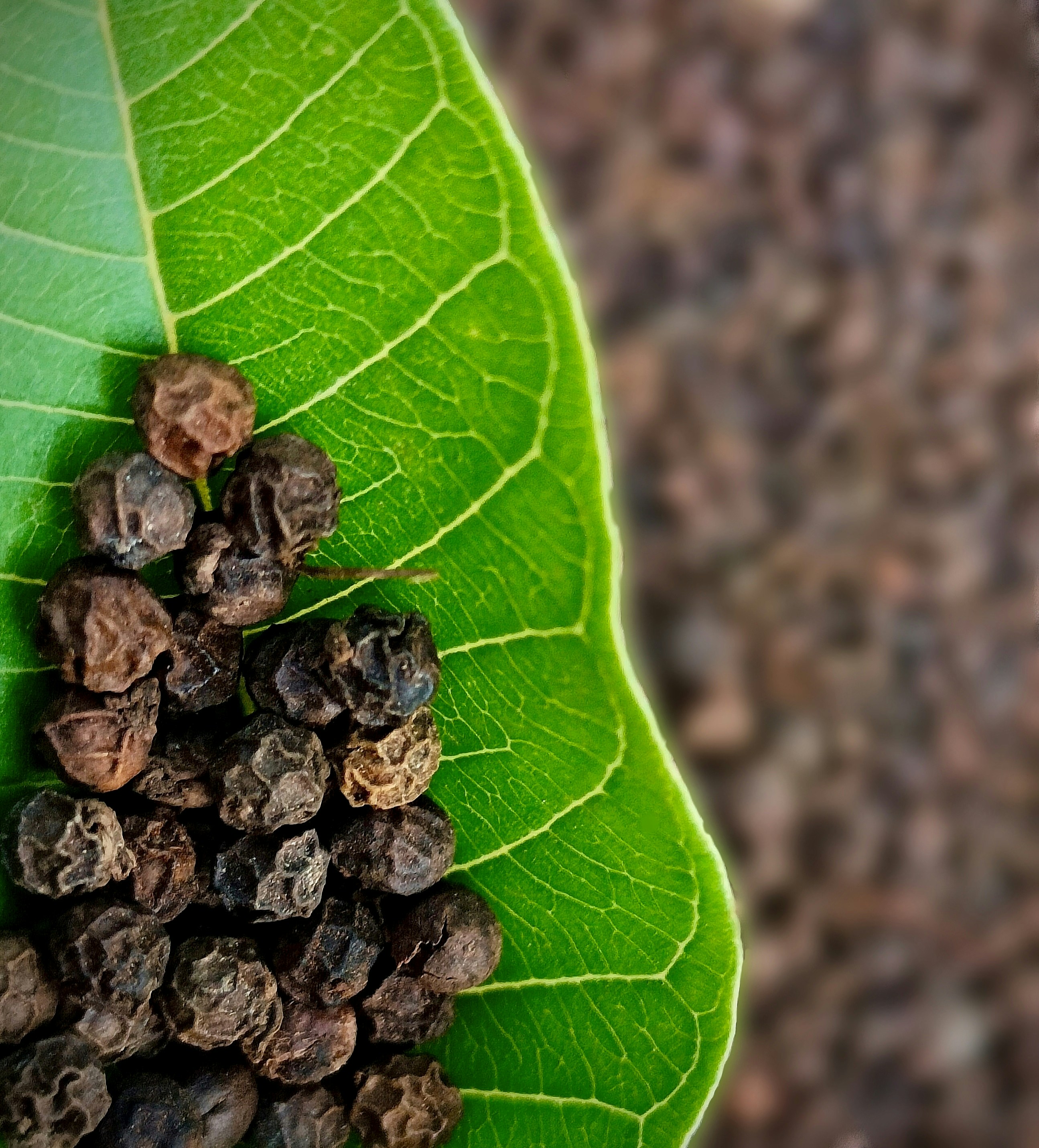 Macro of Peppercorn Cluster on a Bright Green Leaf Edge