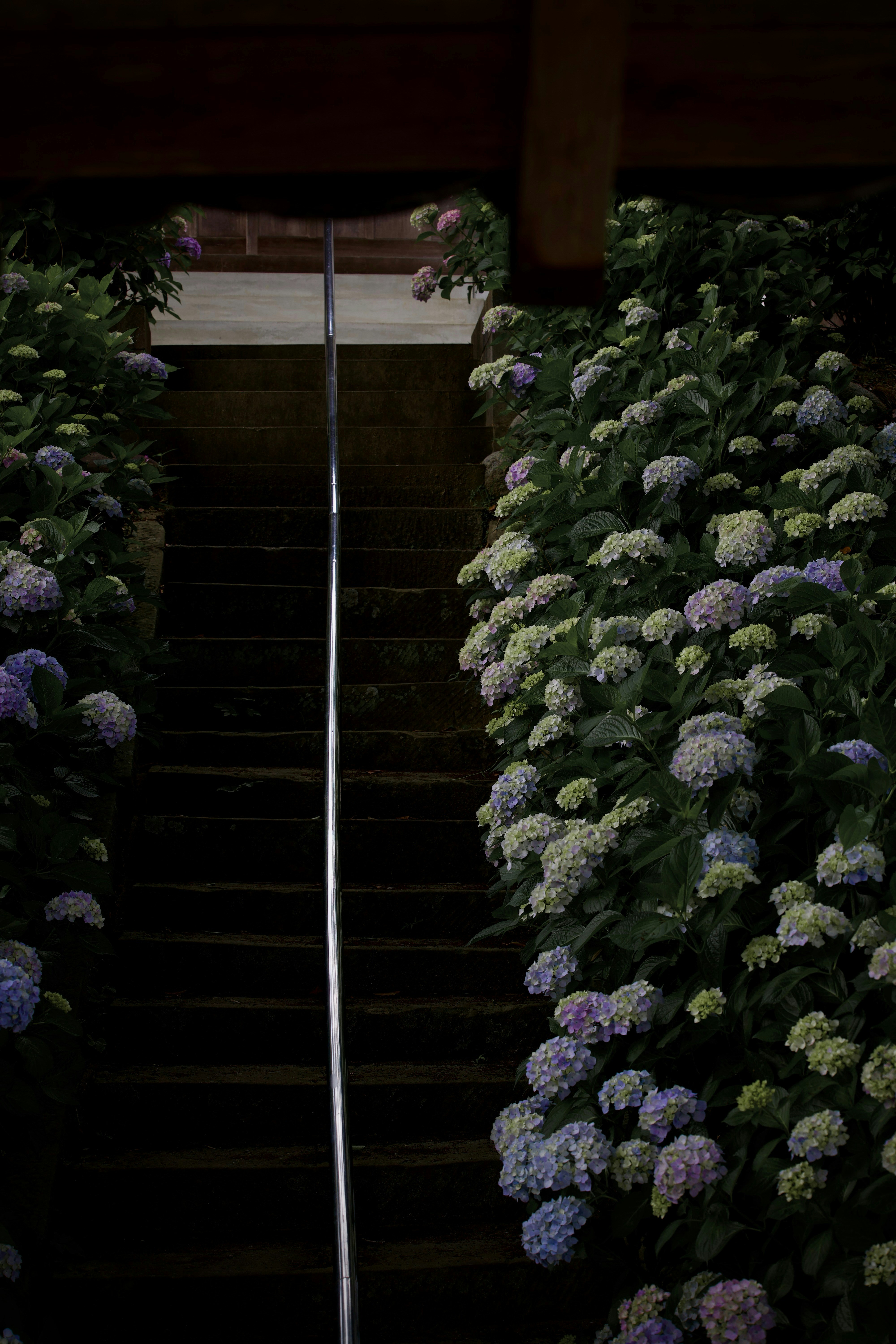 Hydrangea Corridor: A Hidden Staircase Bathed in Dappled Light