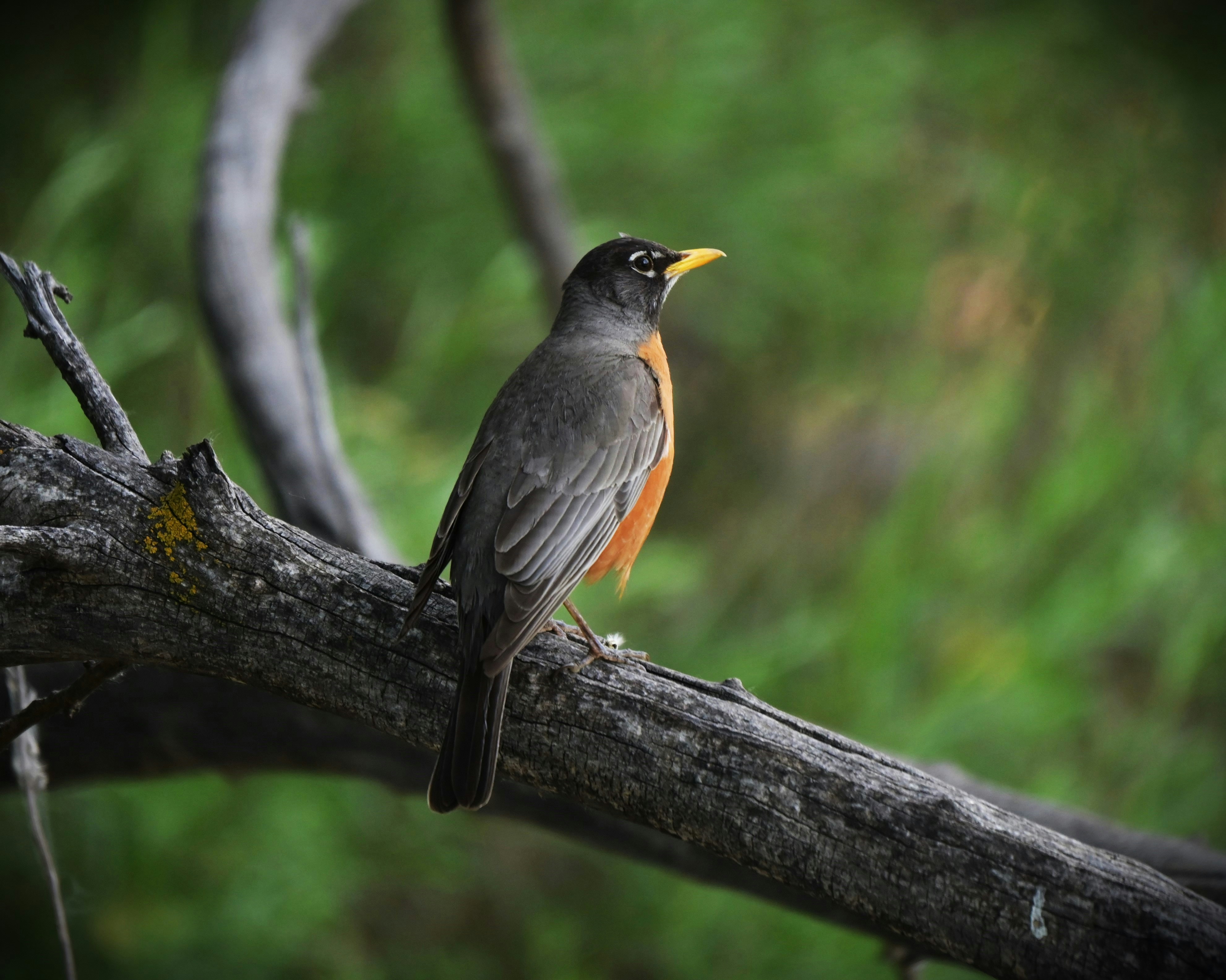 Orange-bellied Flycatcher on a Weathered Log