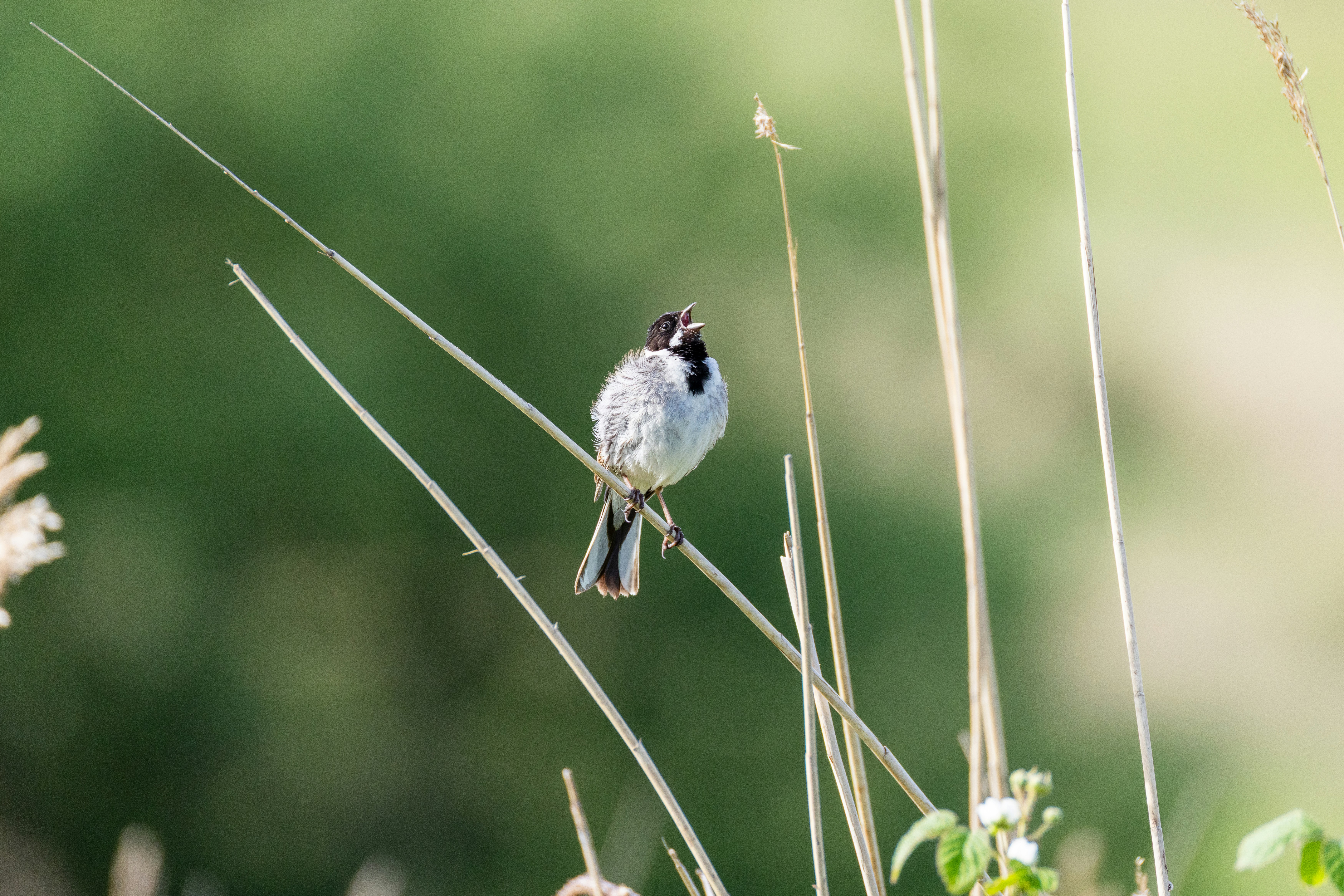 Perched Warbler Amid Sunlit Reeds