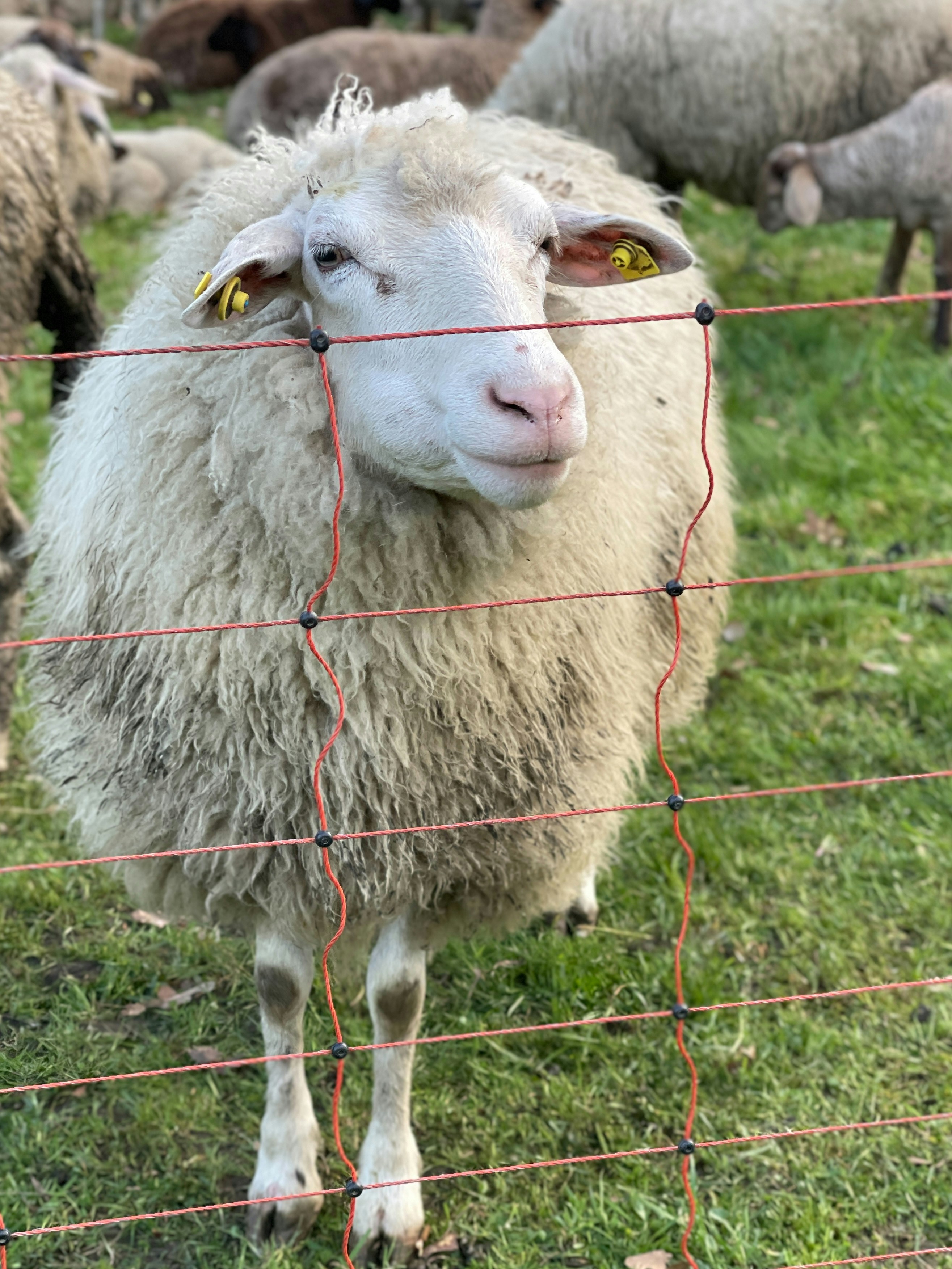 Facing the Fence: A Sheep's Quiet Gaze Beyond the Wire