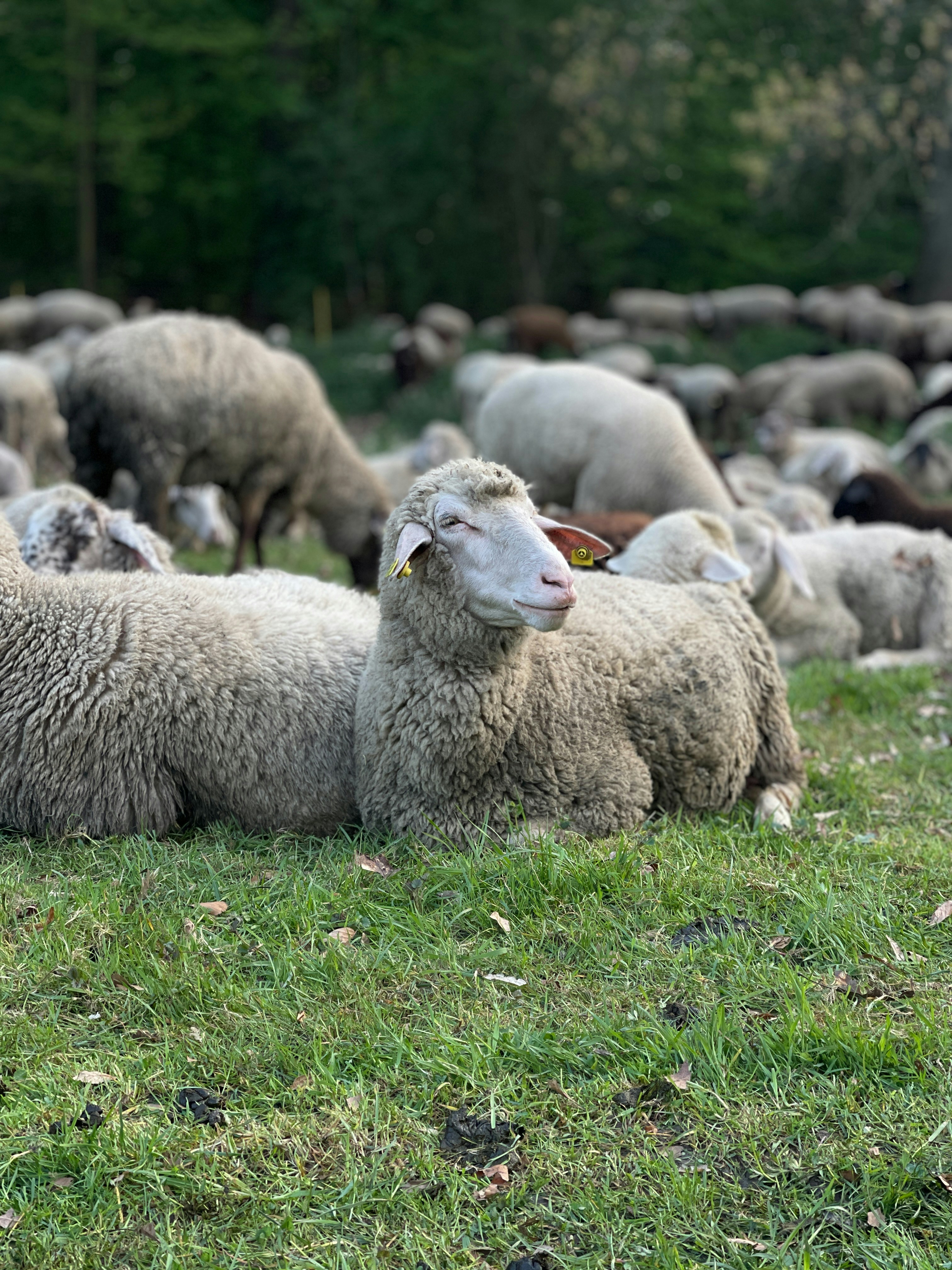 Sheep in a Sunlit Meadow: A Quiet Herd Resting at Dusk