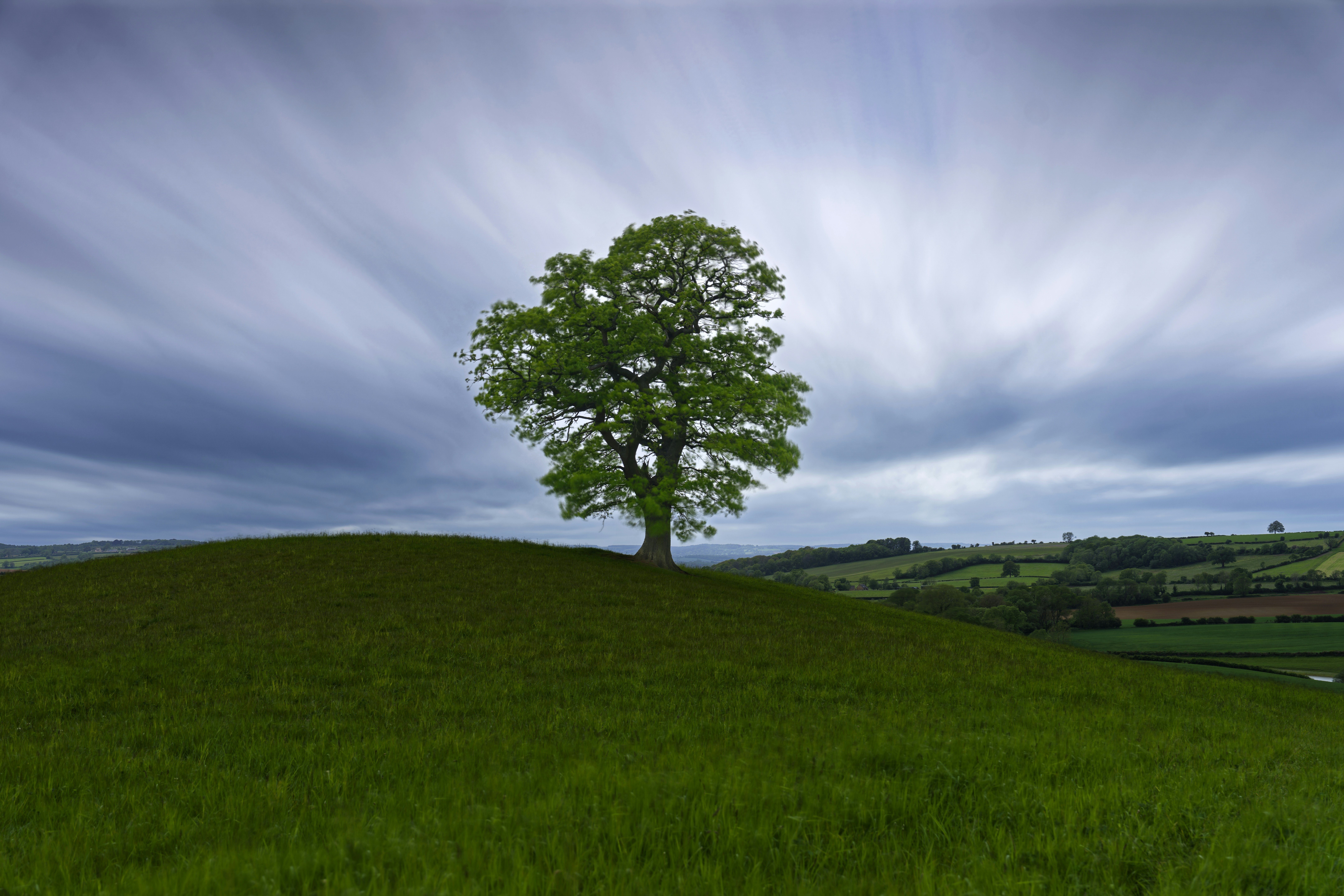 Lone tree on a Cotswold hillside with clouds blowing by